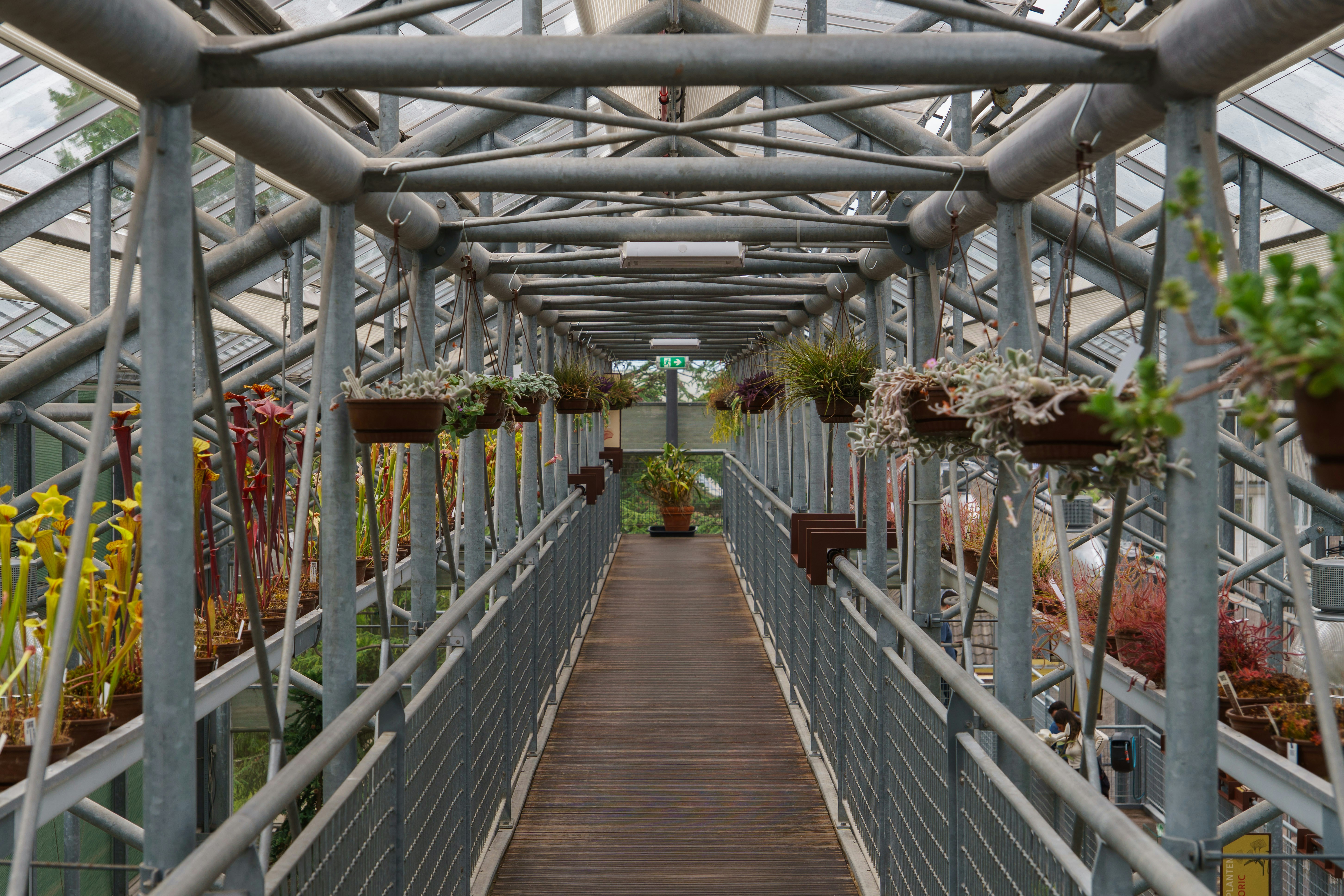 Symmetrical greenhouse walkway framed by hanging plants