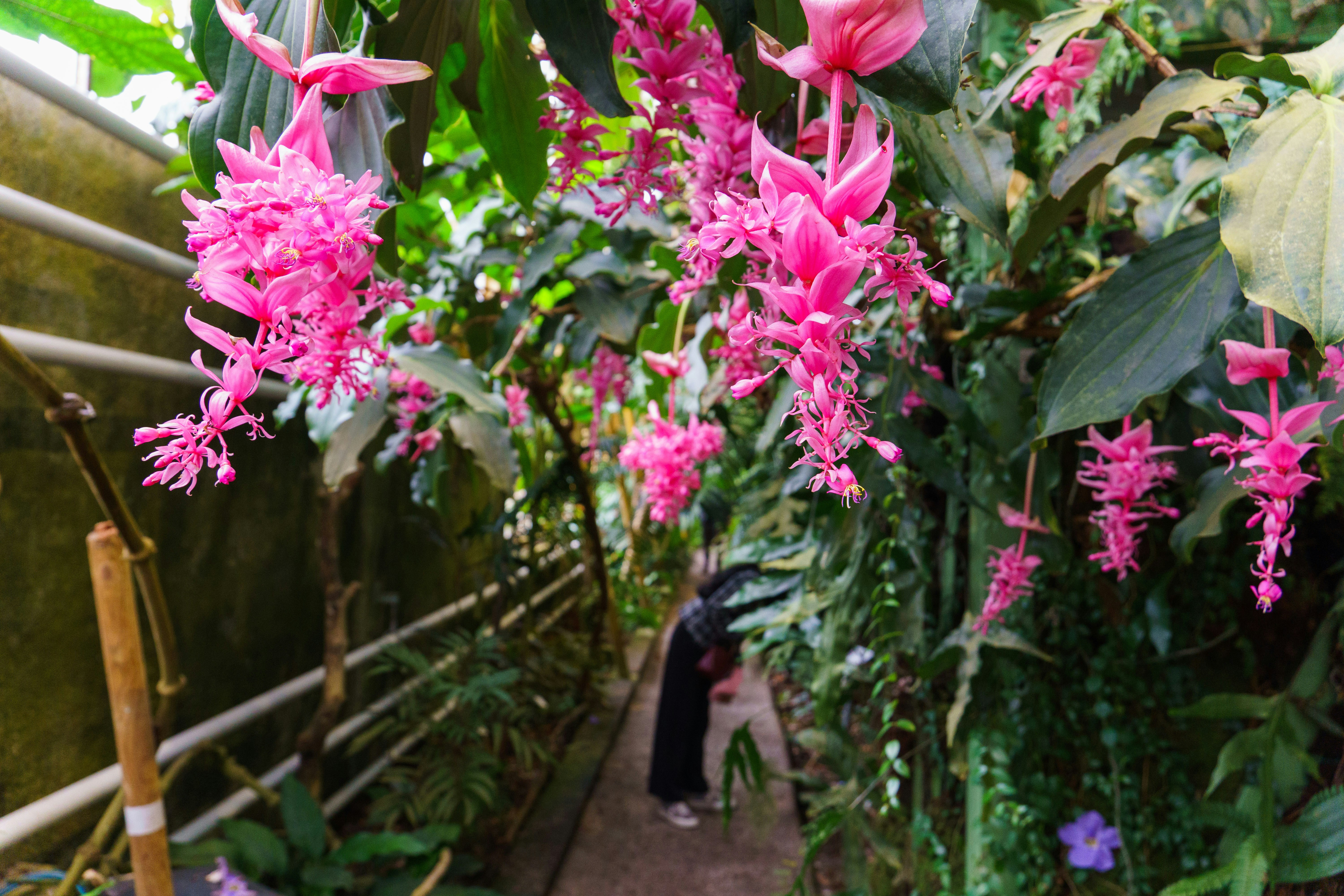 Pink Hanging Flowers Framing a Narrow Path