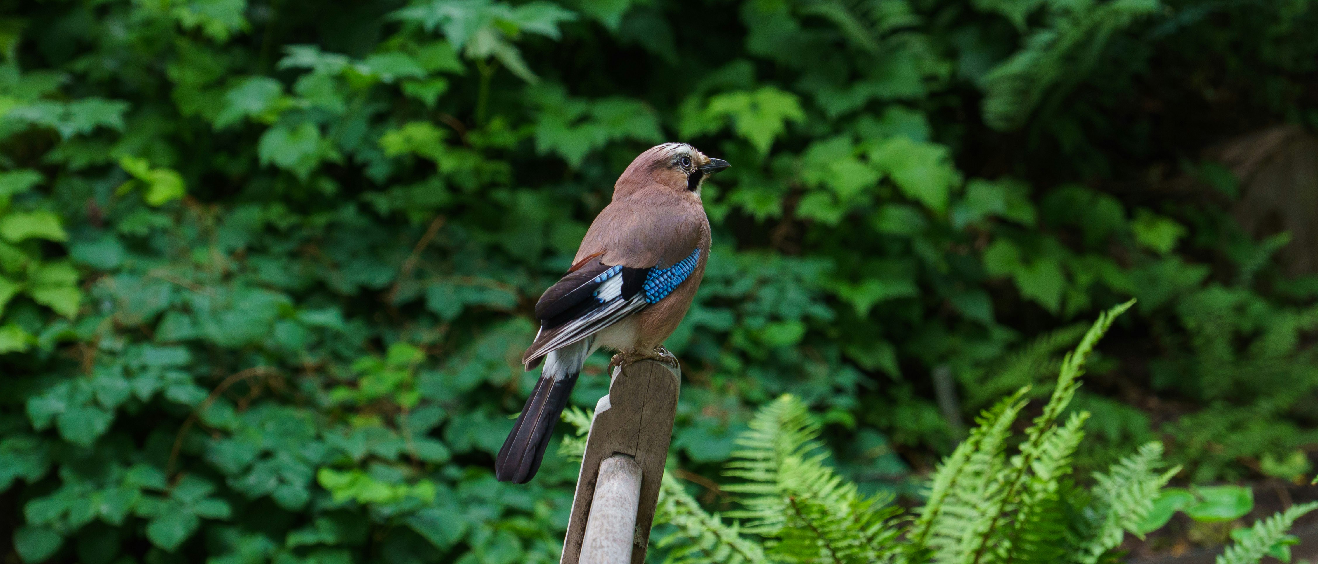Azure-throated Jay on a Weathered Fence Post Amid Lush Hedge