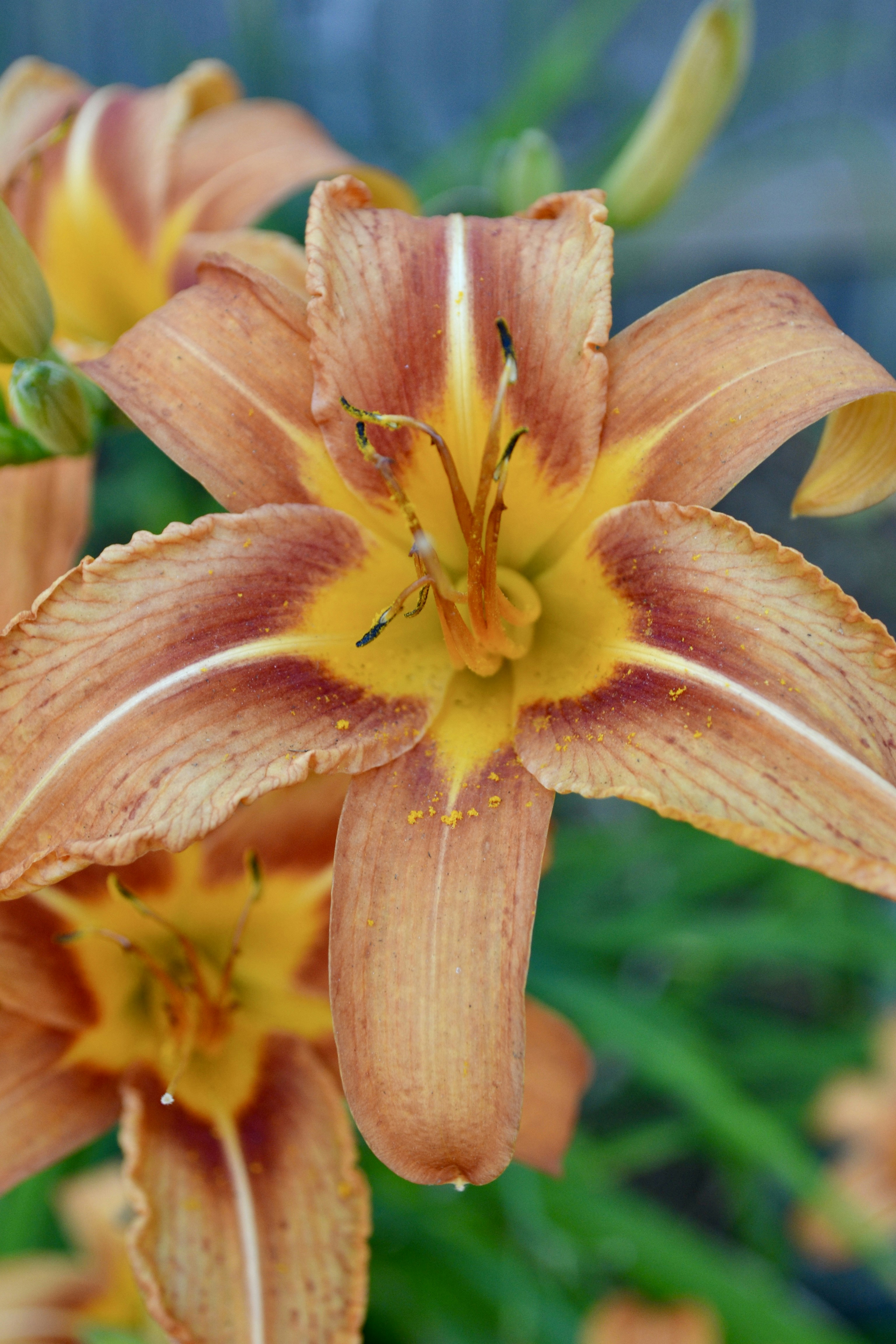 Orange-Daylily Macro: Centered Stamen and Petal Glow