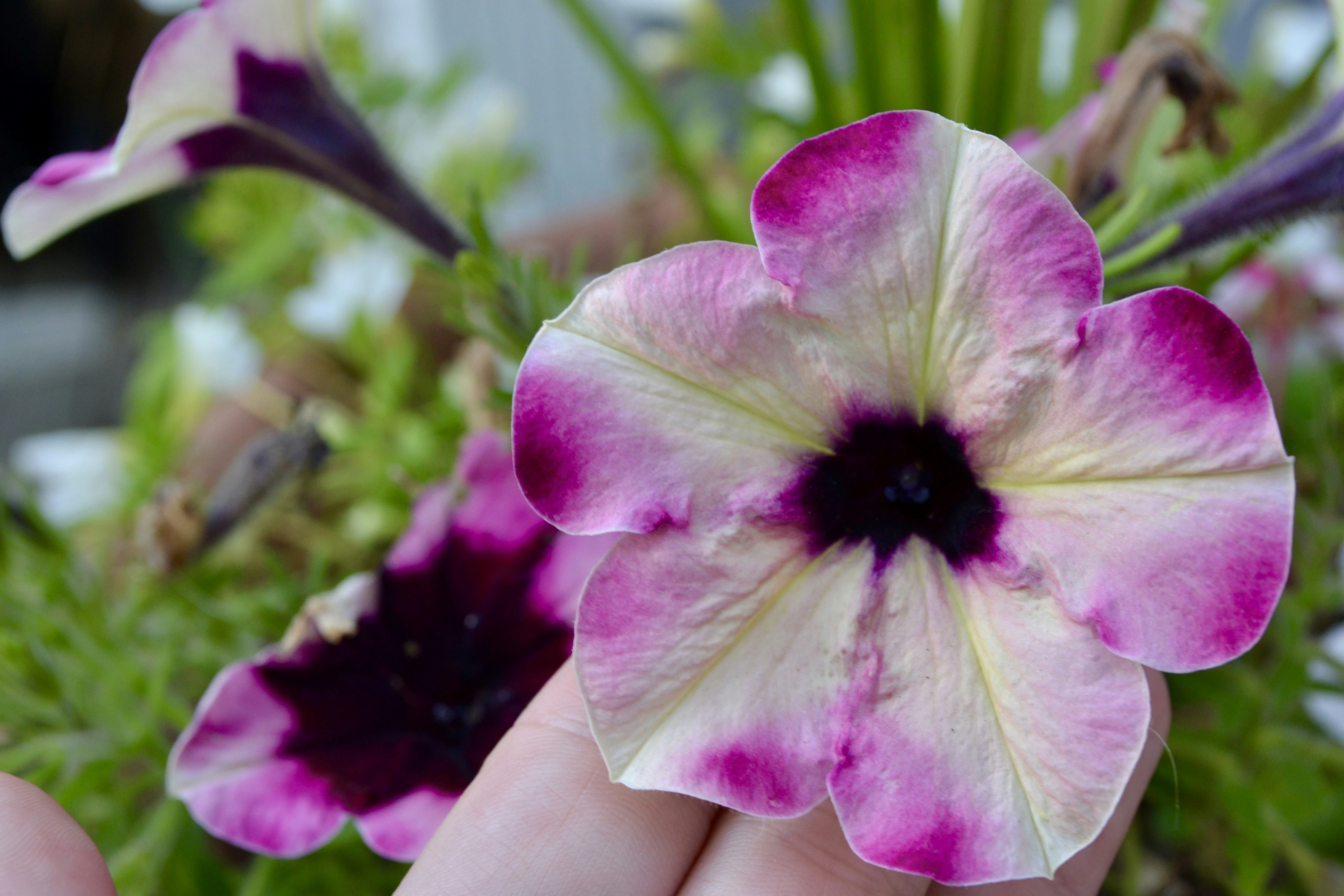 Petal Anthem: A Close-Up of Violet-Pink Cosmos in Focus