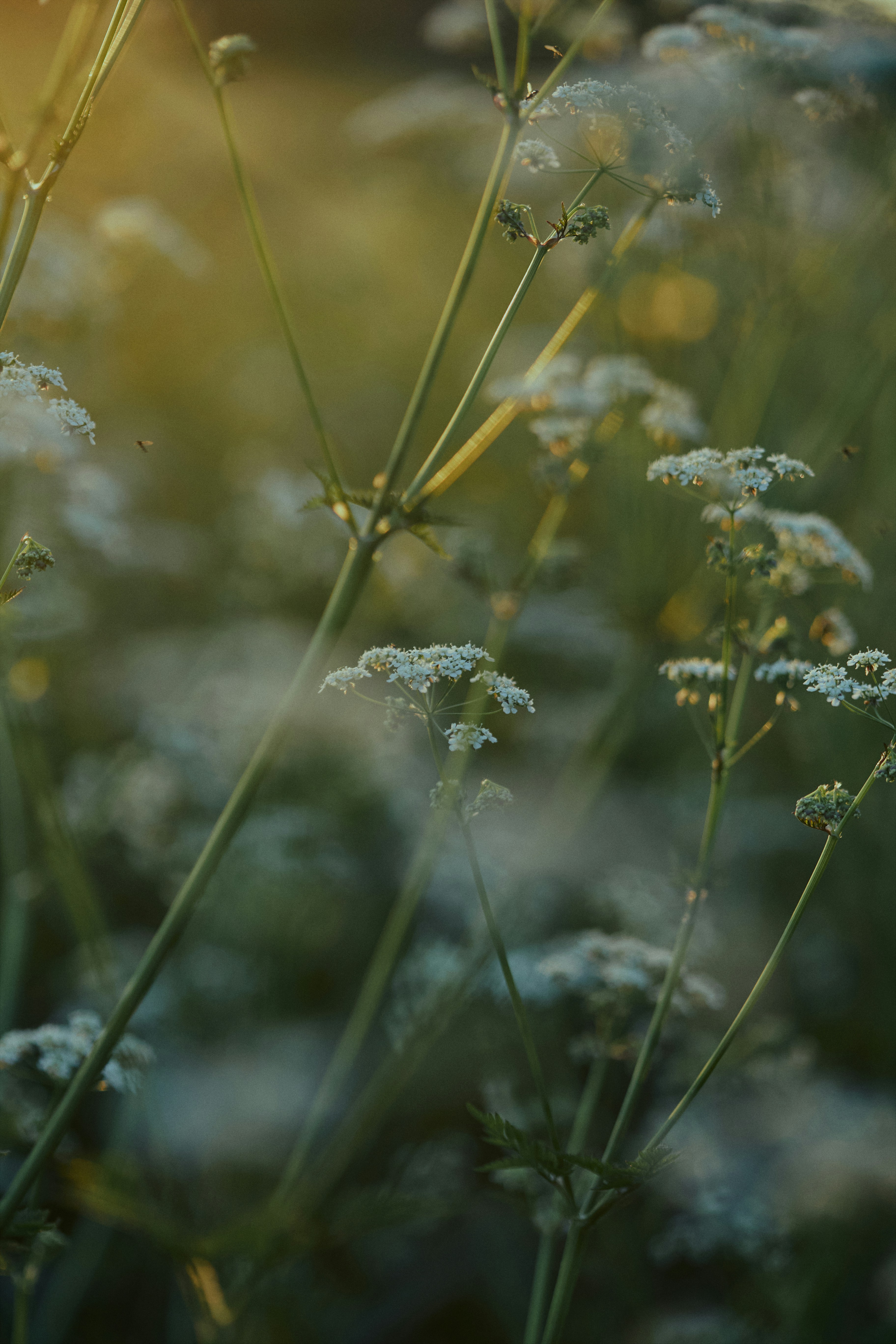 Sunlit Corsage: Distant Wildflowers in Velvet Green
