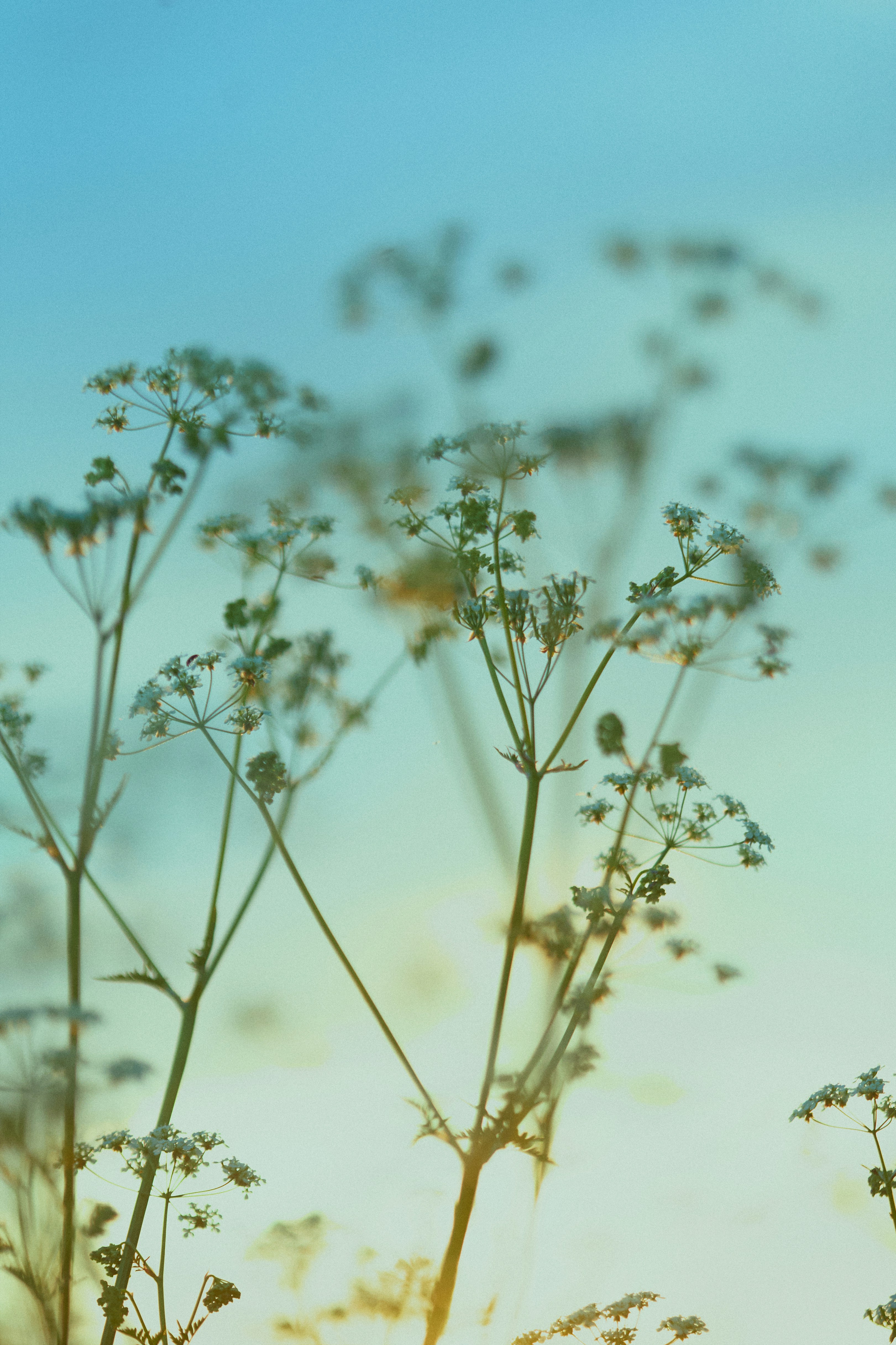 Dainty Wildflowers Reaching for the Soft Sky