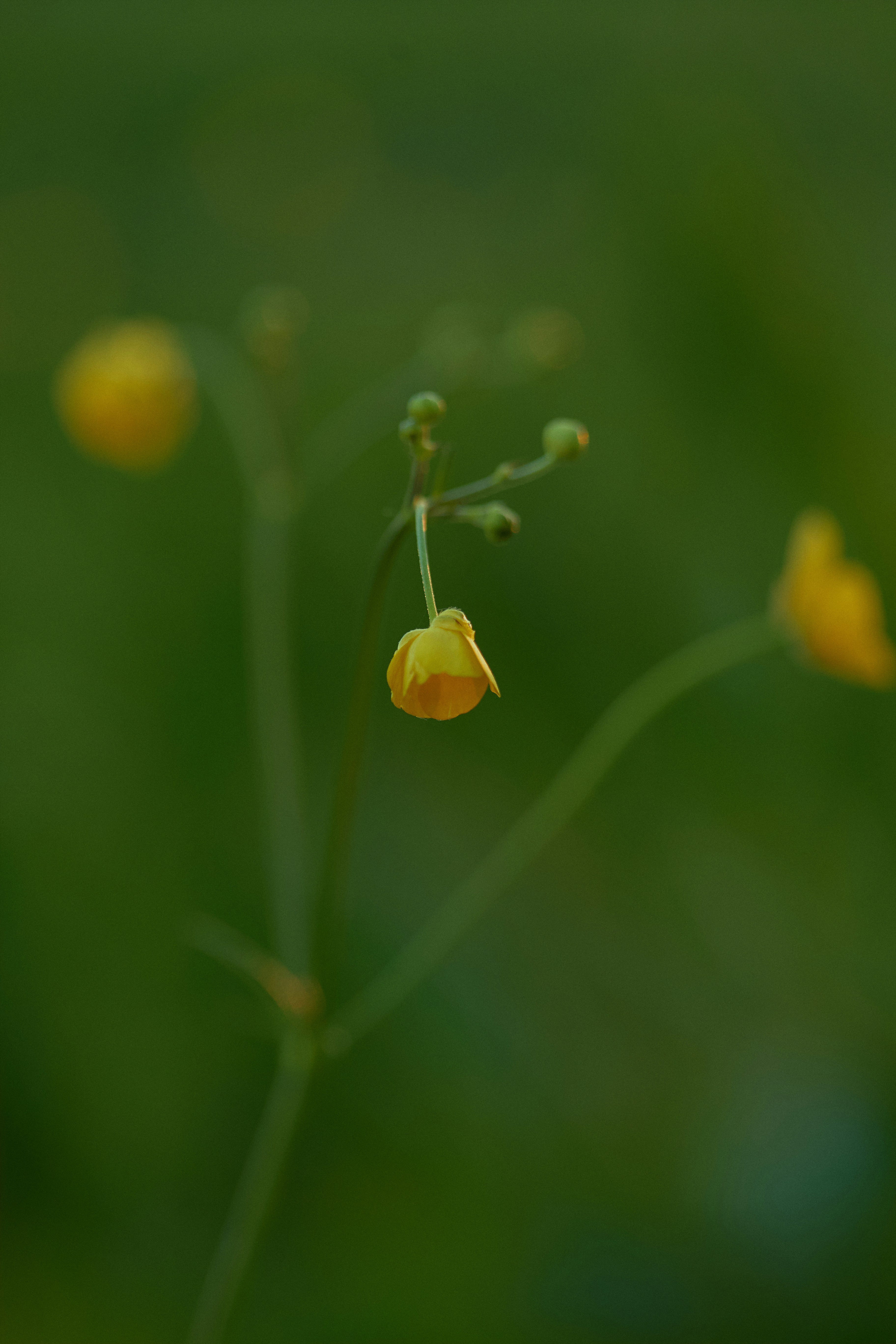 Gold Droplet: a solitary yellow bloom in a green hush