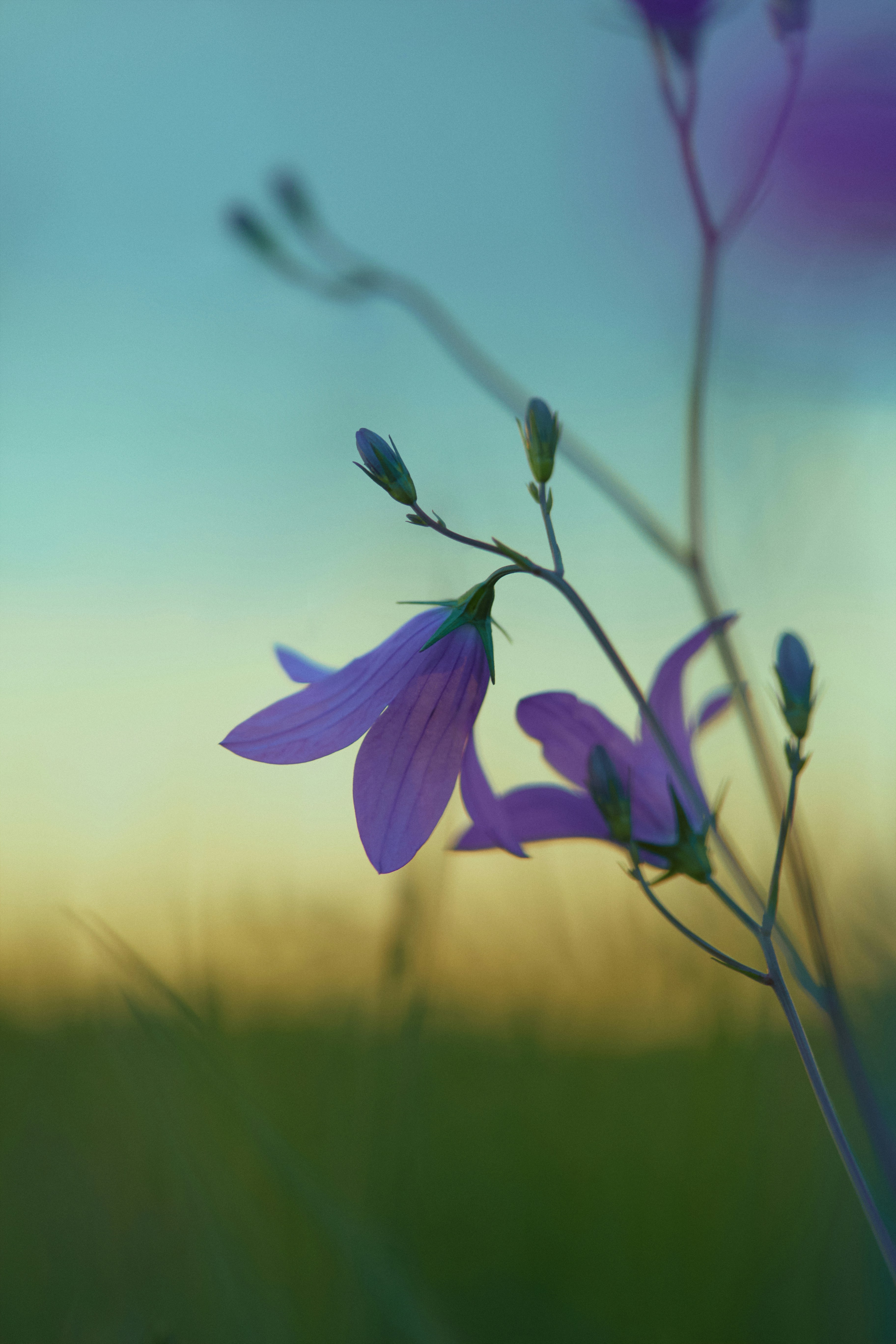 Violet bloom in soft sunset haze