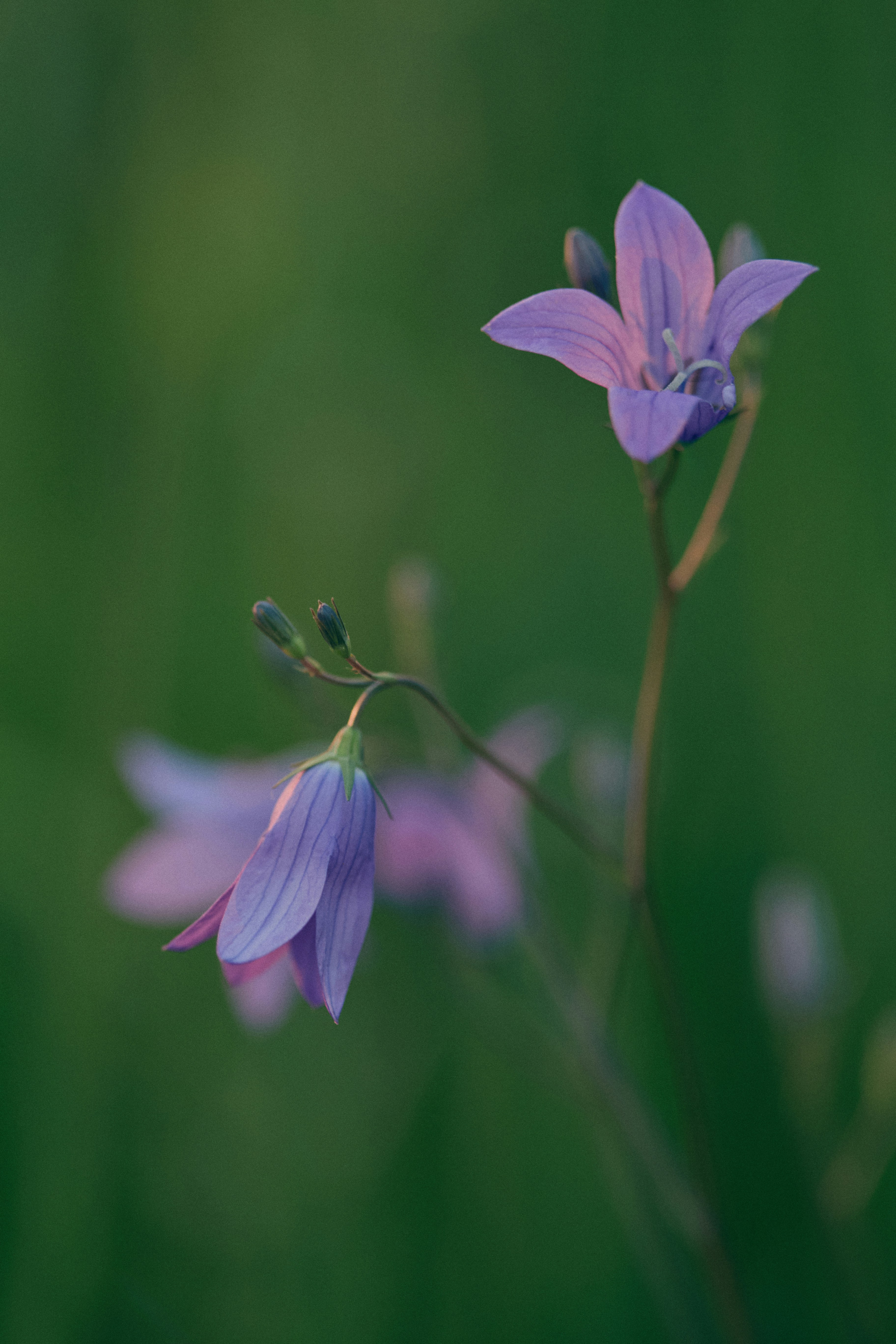 Lavender Bloom on a Slim Green Stem
