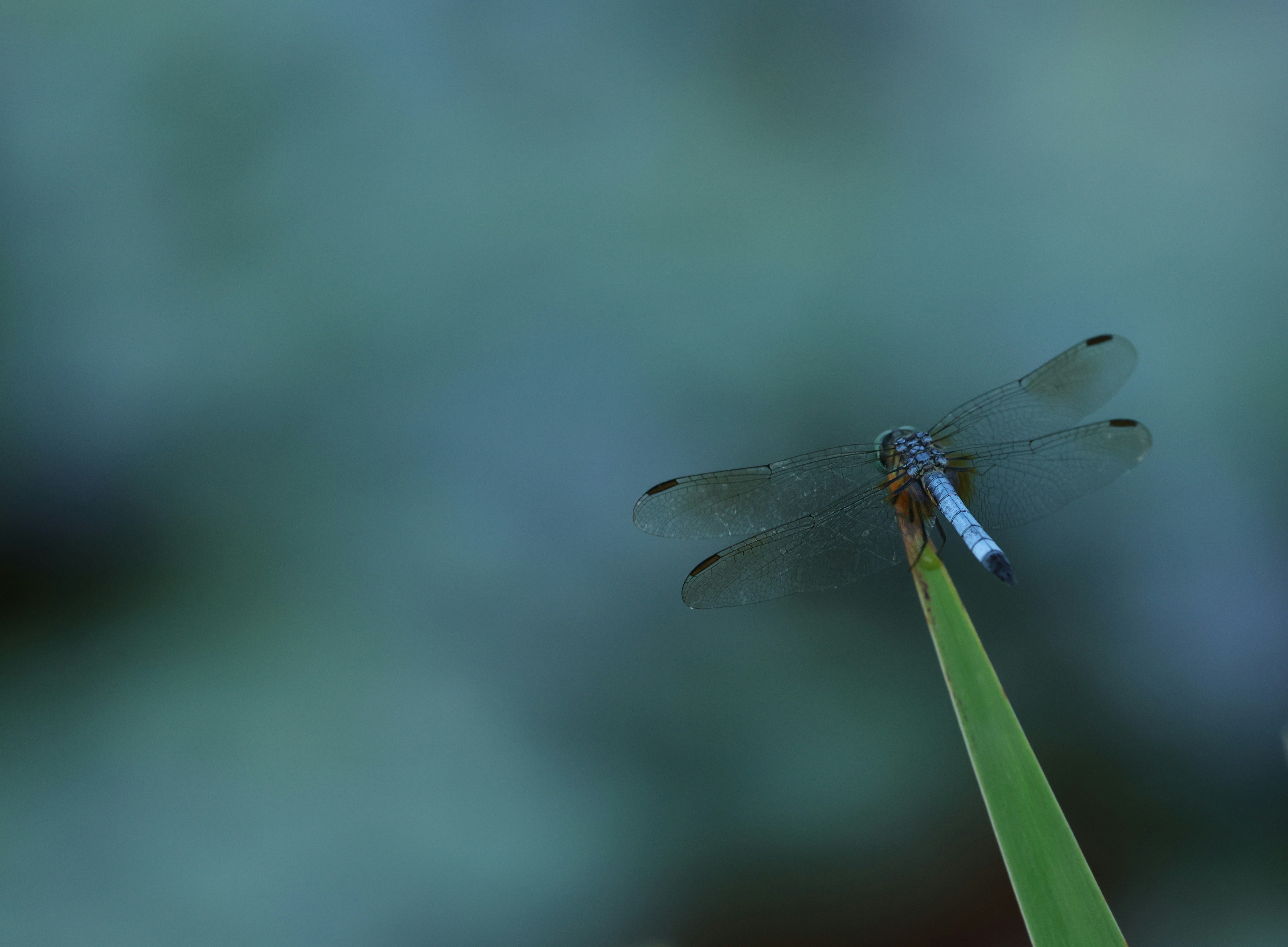 Golden Needle: A Dragonfly on a Delicate Green Edge