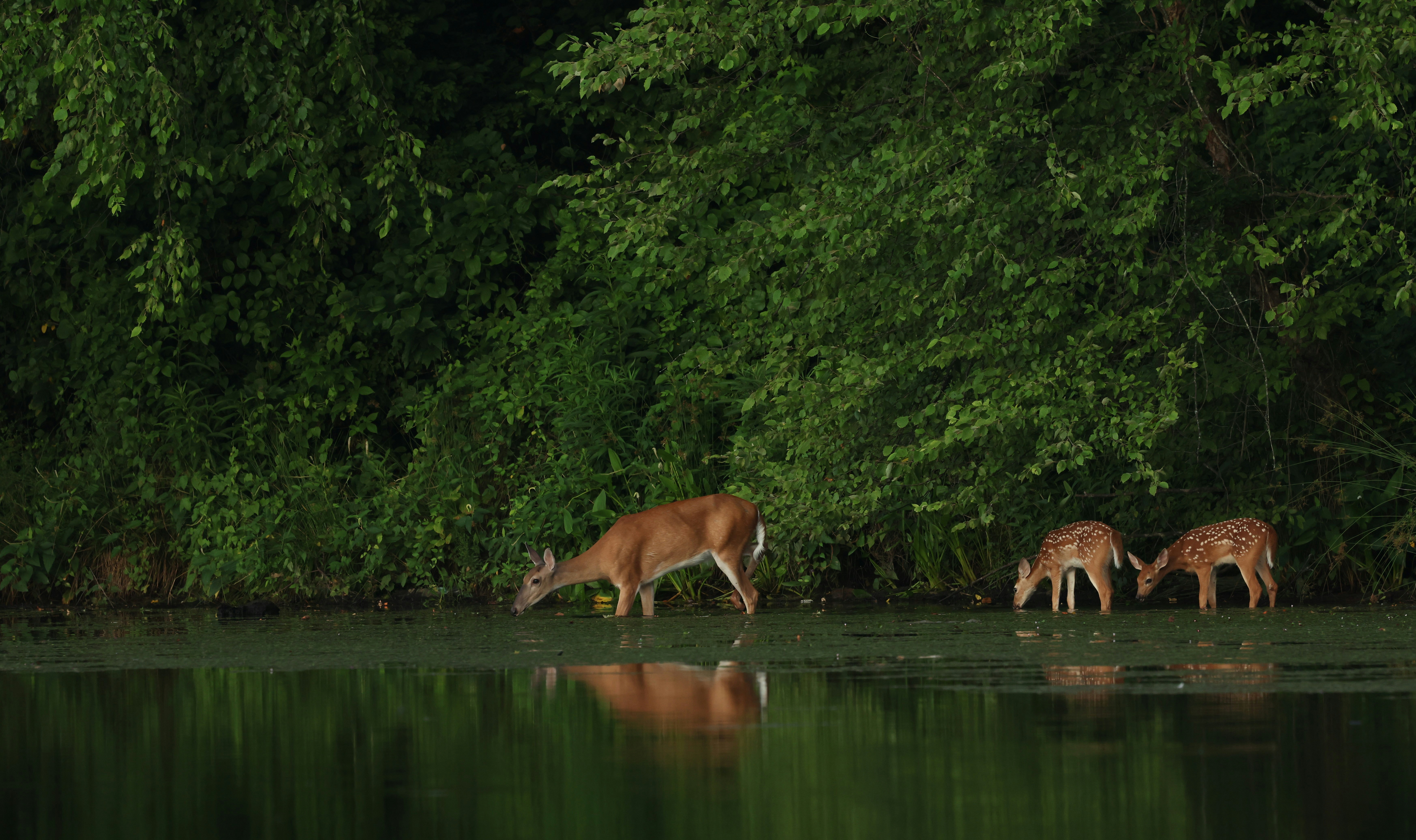 Reflection at the Riverbank: Doe and Fawns Quietly Sip