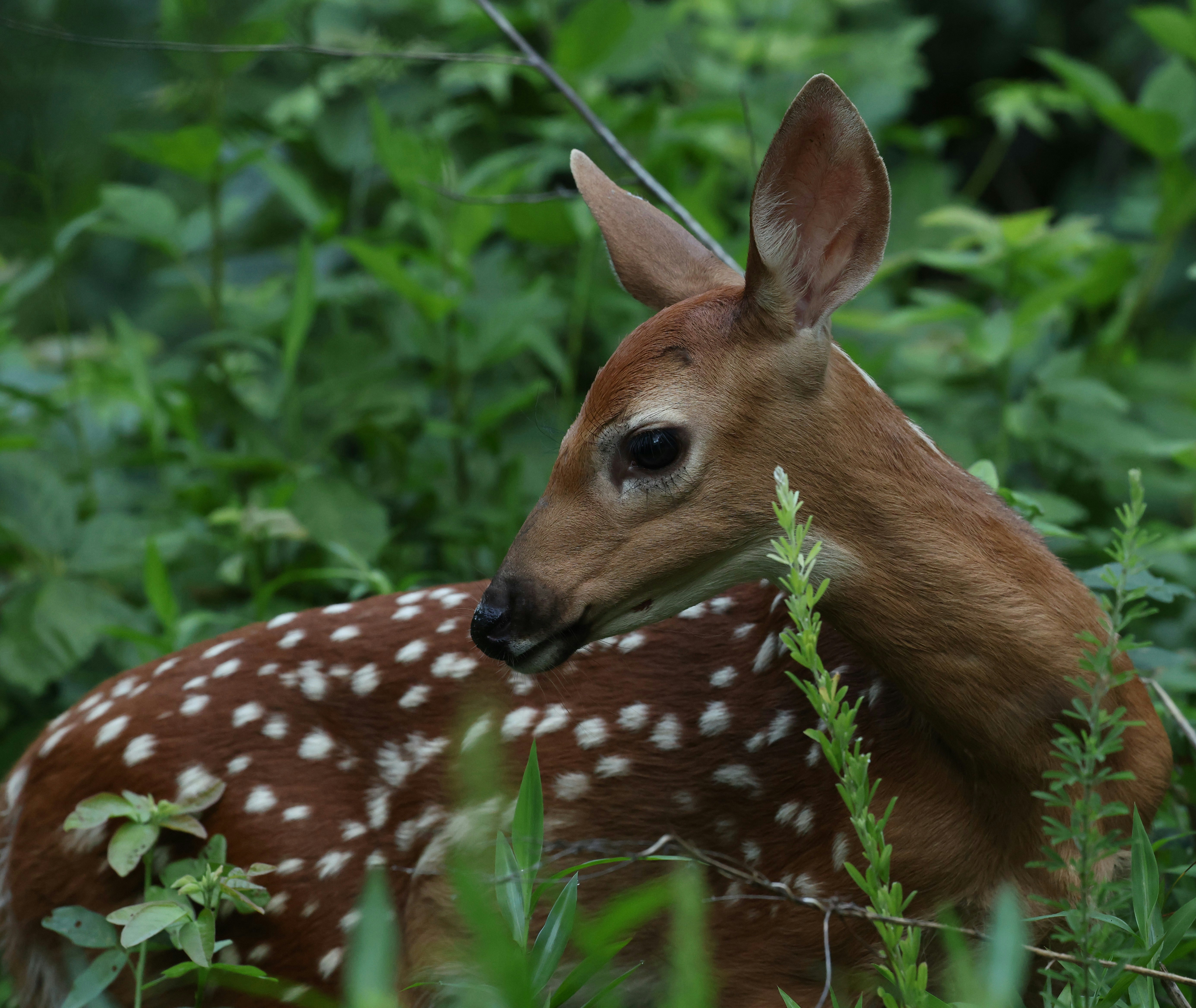 Nimble Fawn in a Verdant Glade