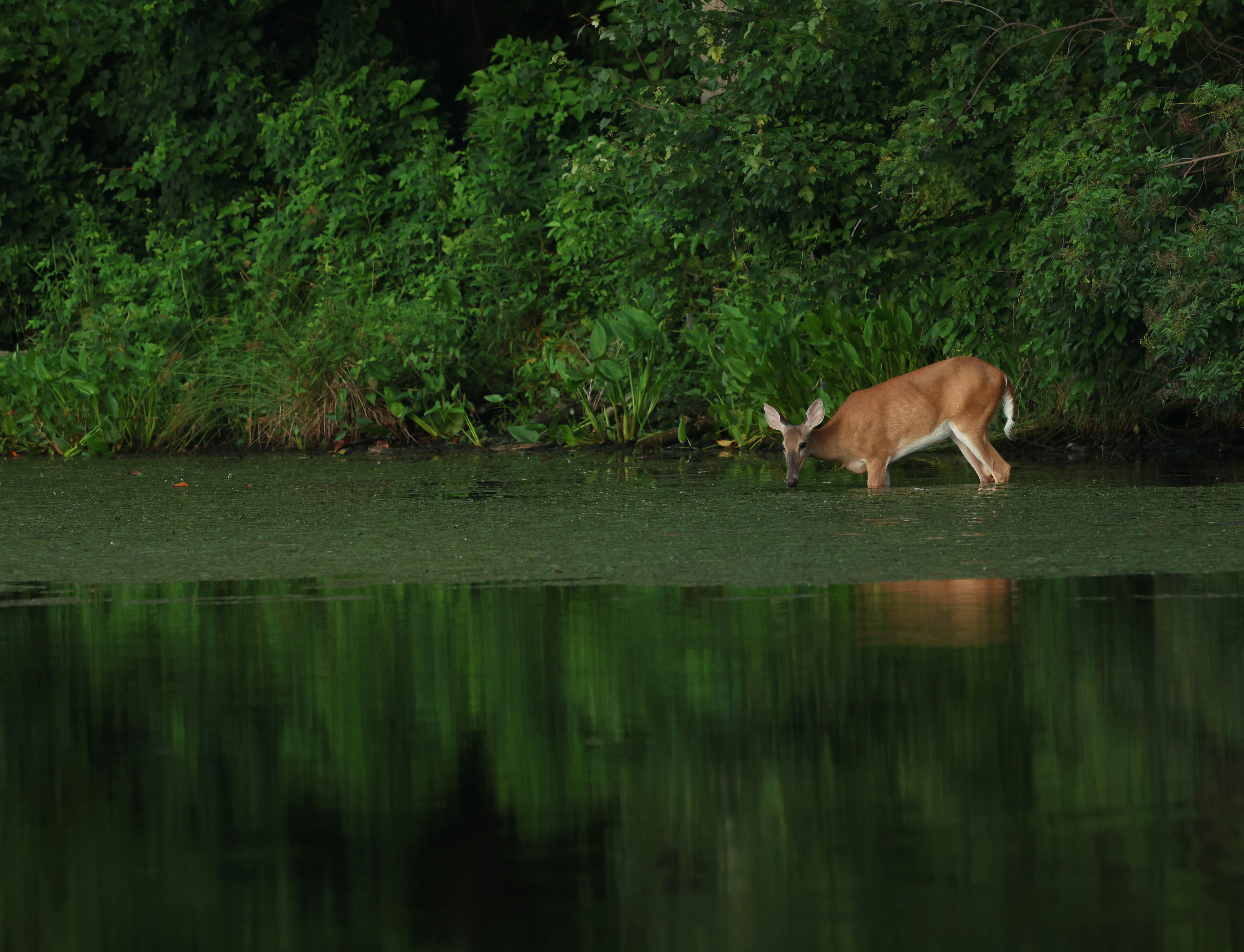 Deer at the Waterline: Quiet Ripples and Green Wall