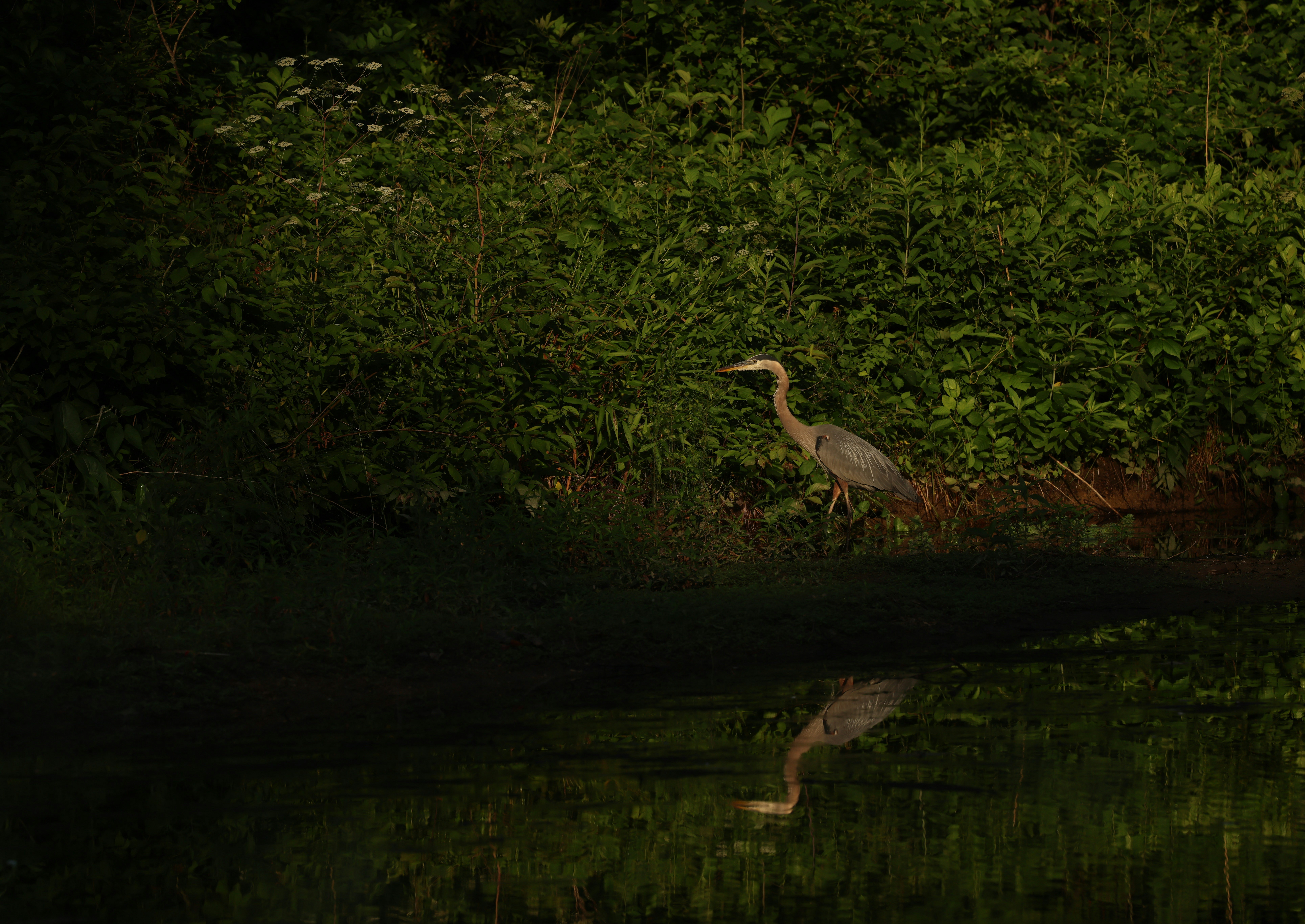 Silent Heron at the Water’s Edge