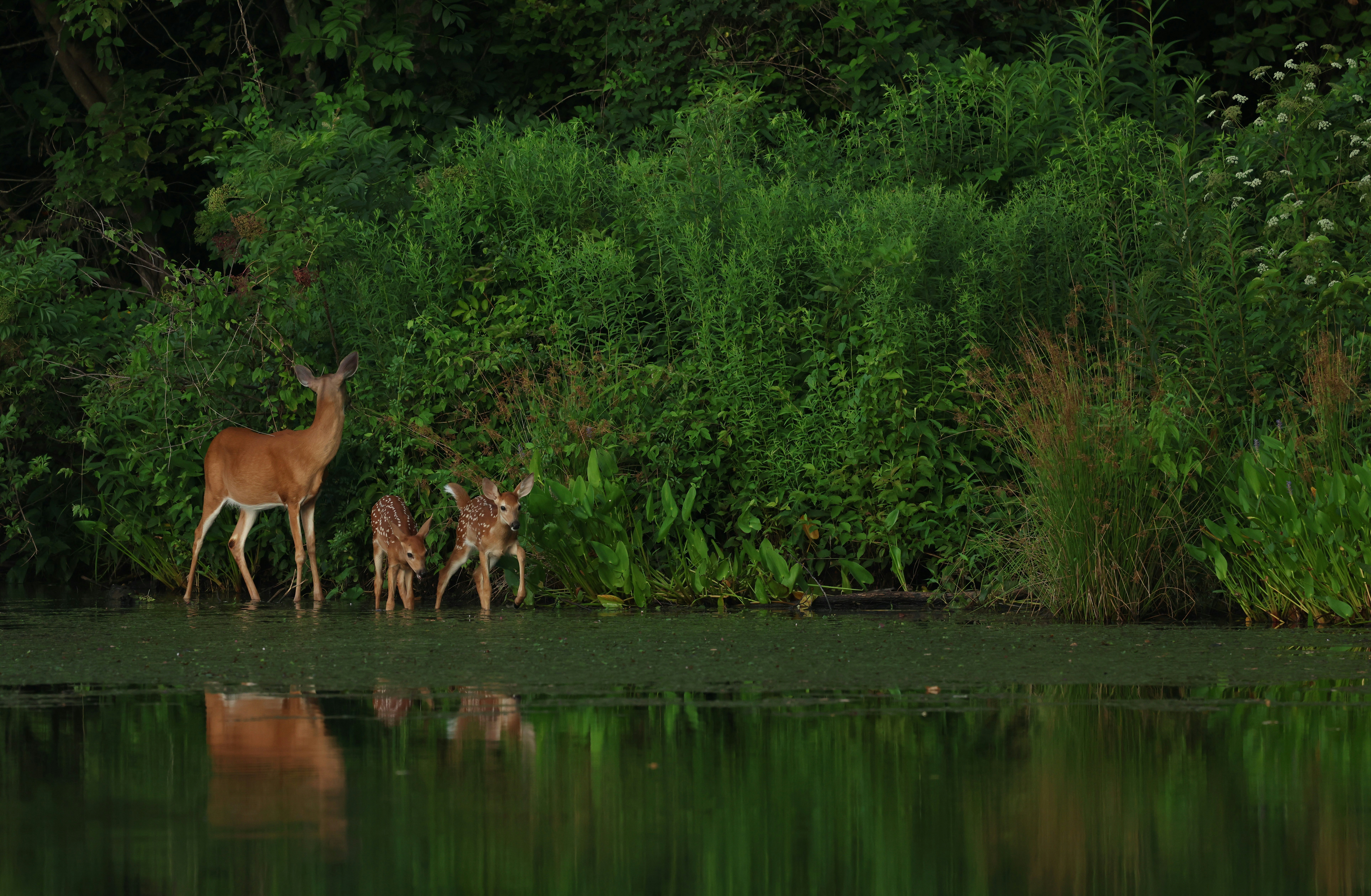 Heron Riverbank: A Quiet Flock Emerges at Dusk