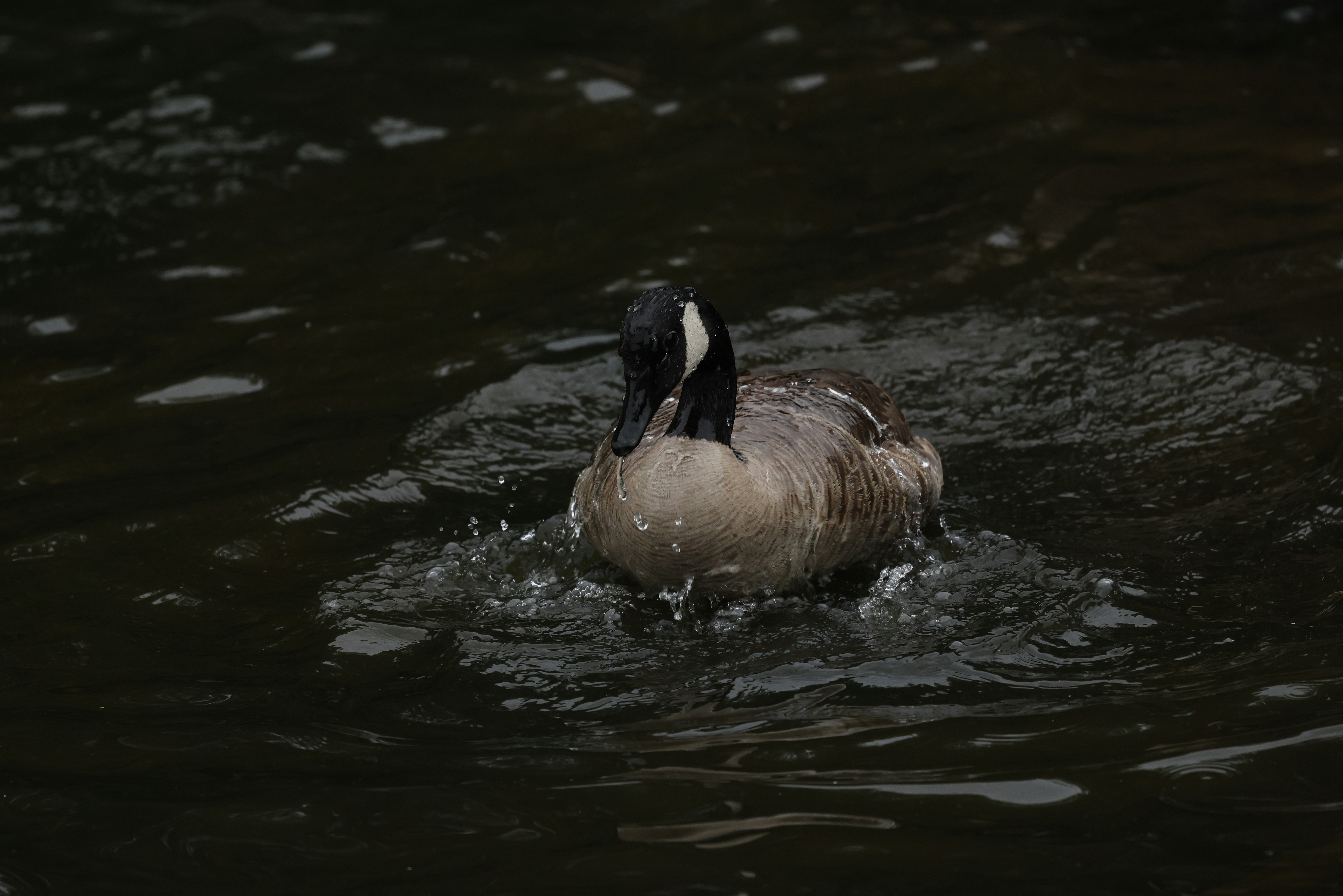 Mid-Pond Portrait: A solitary waterfowl glides through dim ripples