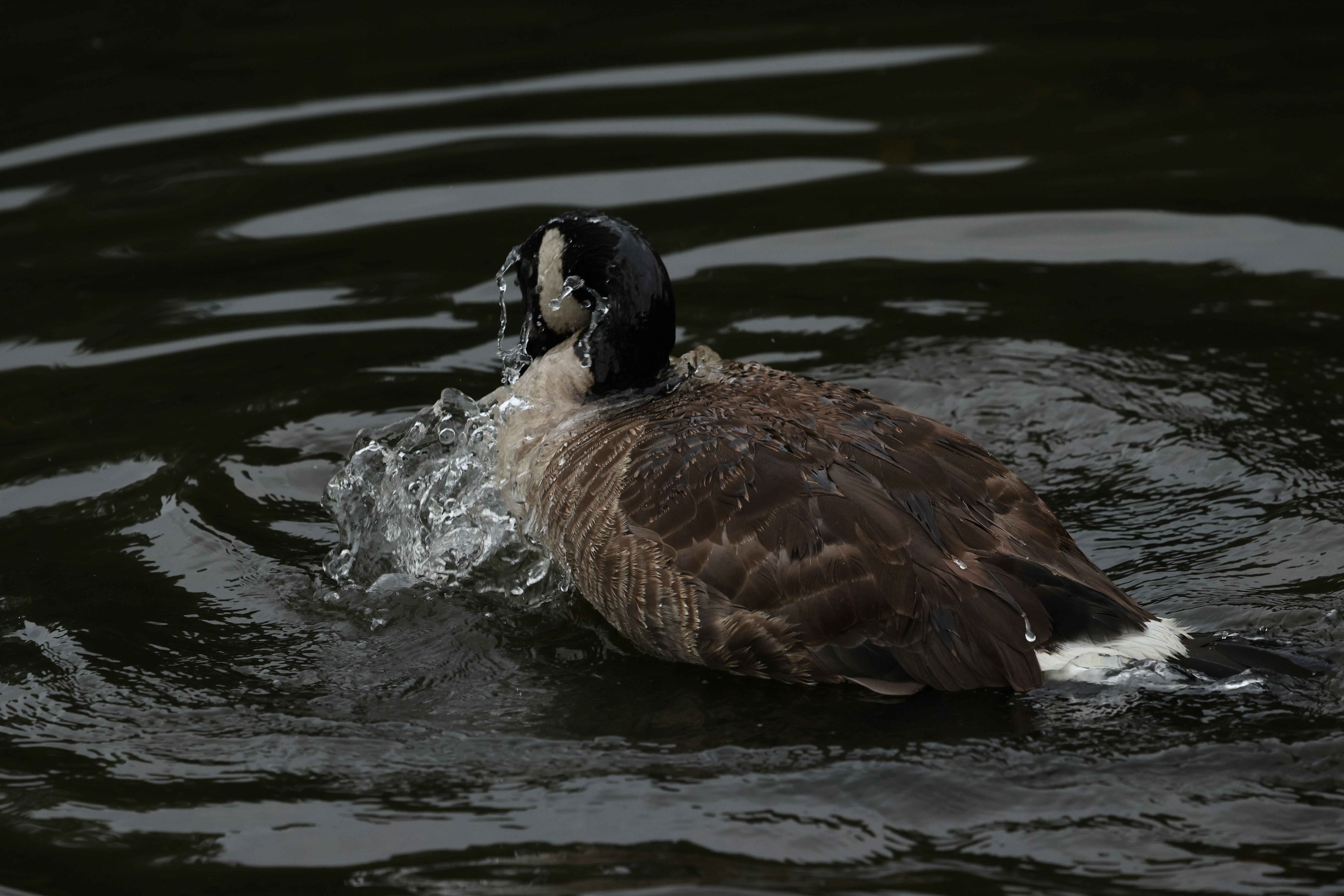 Acerbic Splash: The Courtship of Ripples