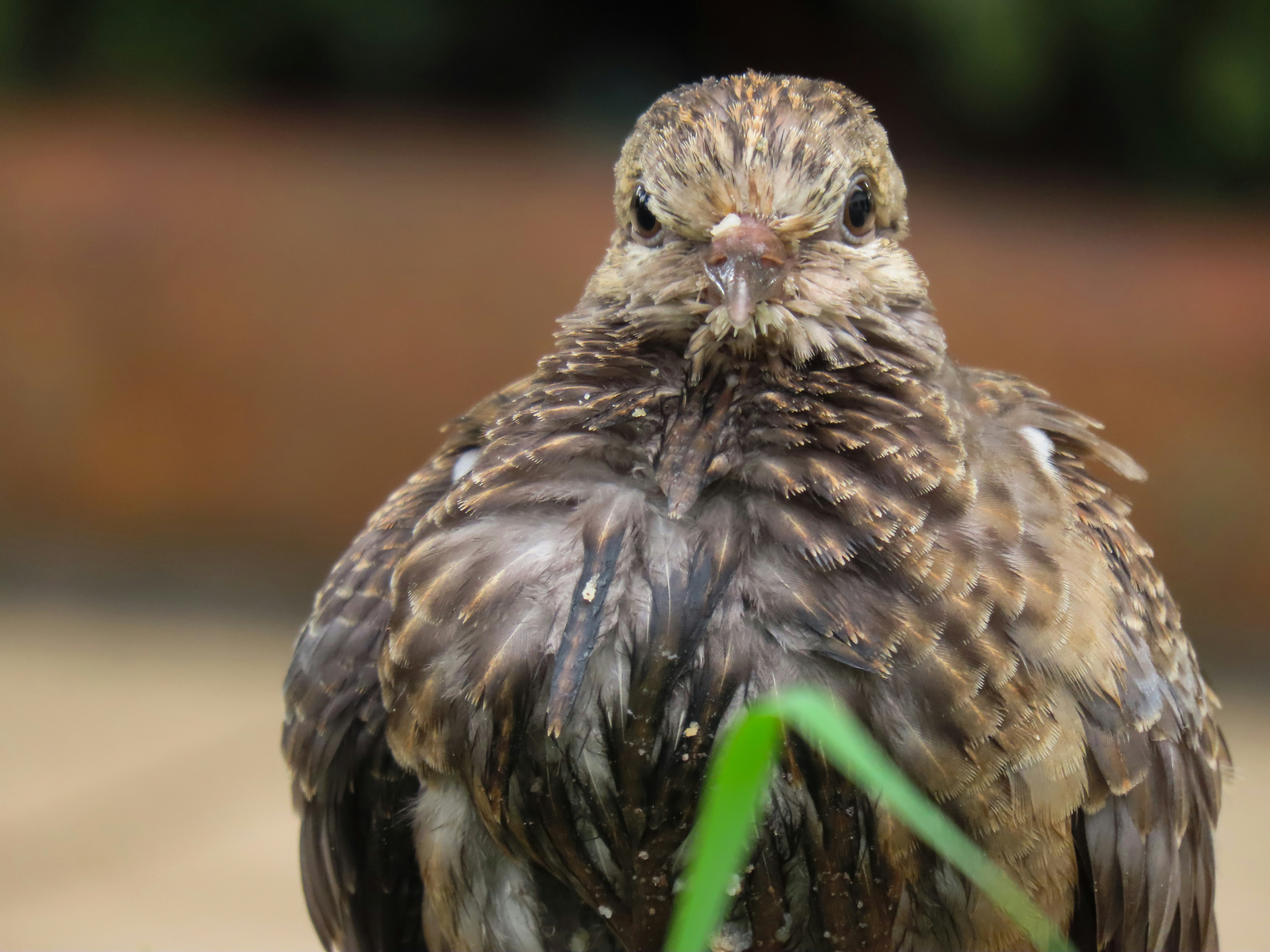 Close-up of a scruffy brown bird with focused stare in soft background