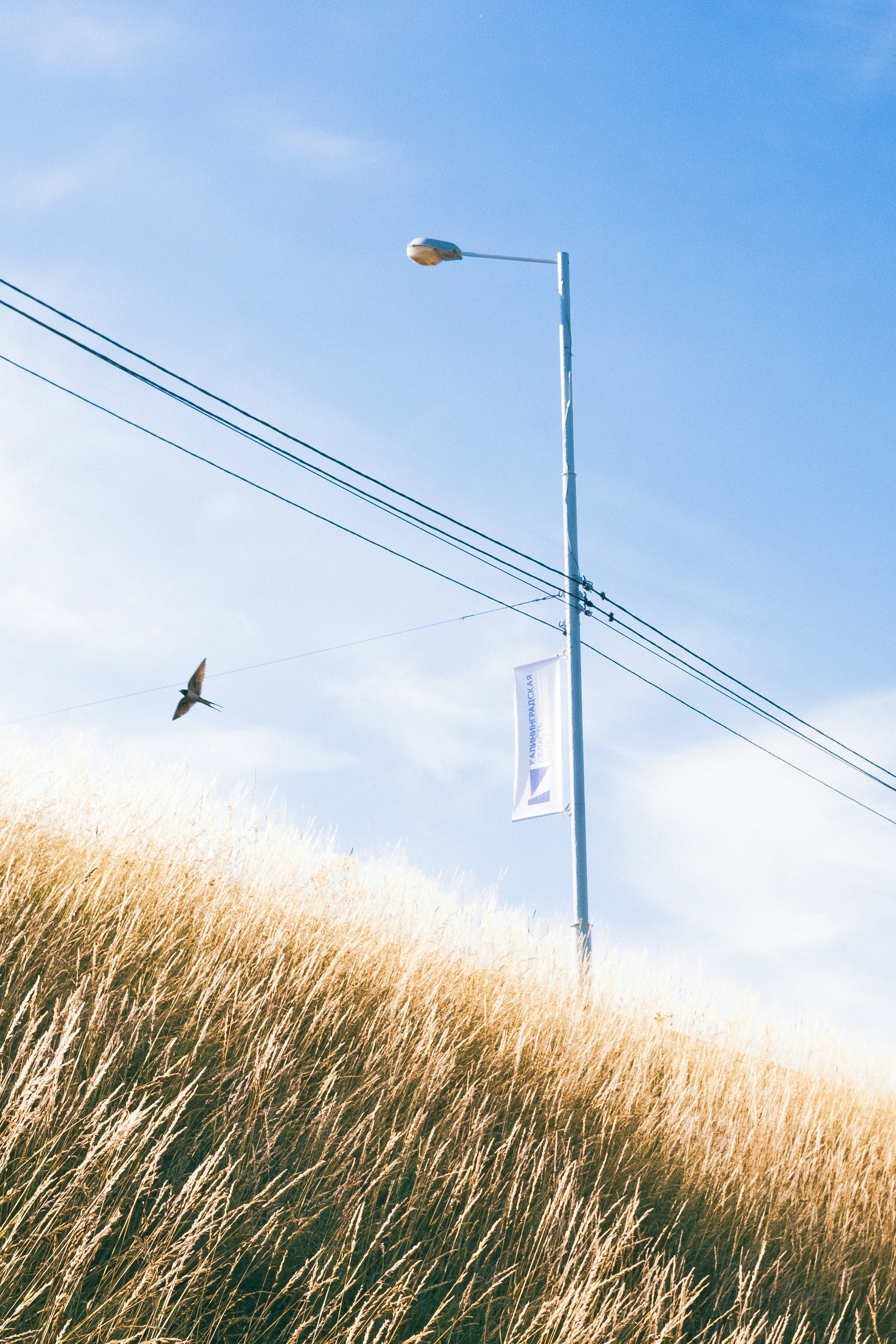 Blue Pole, Quiet Sky: a Field of Grass Under a Traveling Bird