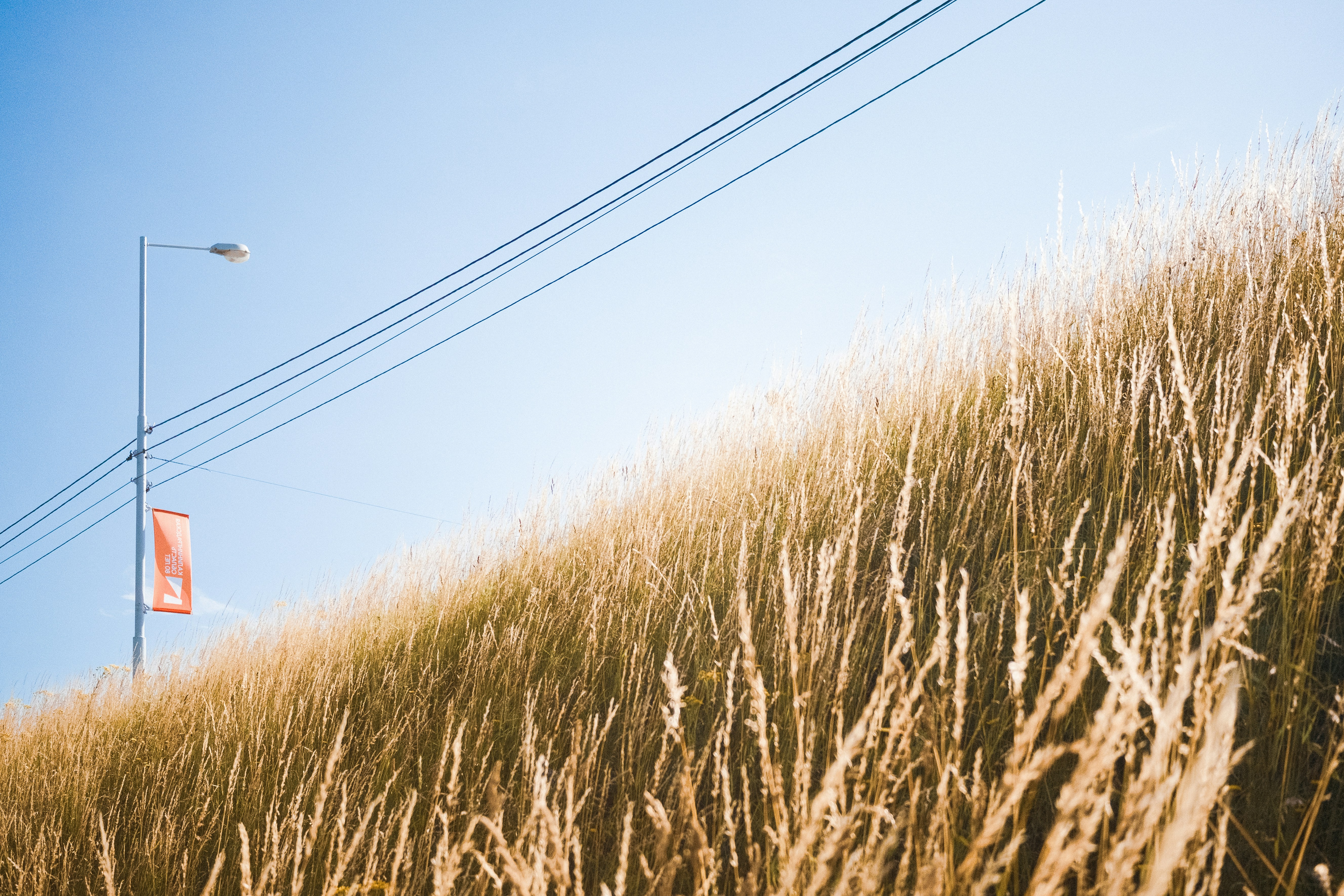 Sunlit grasses along a sloped embankment under a clear blue sky