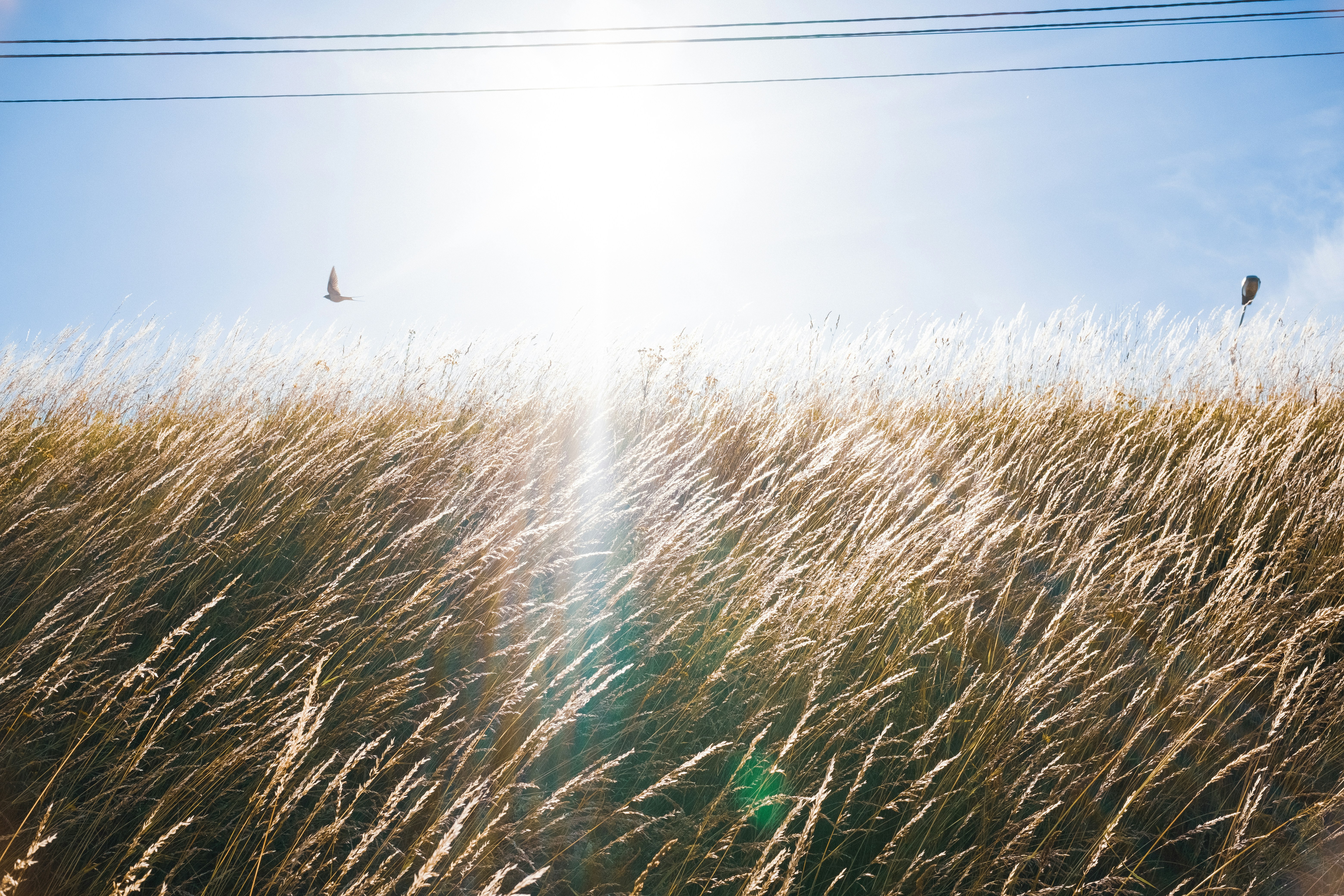 Sunlit Grassfield Under a Wide Sky