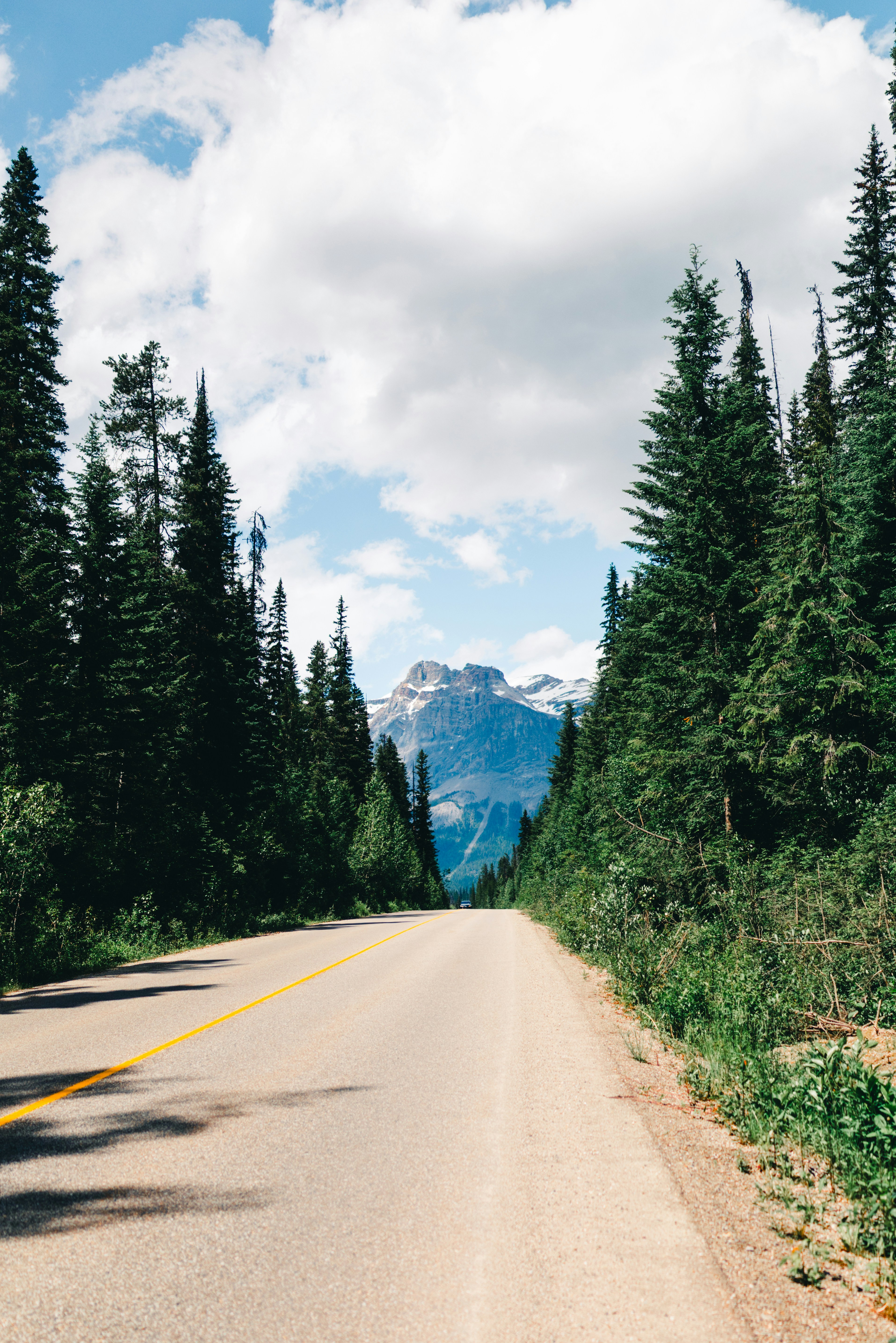Road Through the Pines Toward the Snow-Capped Peak