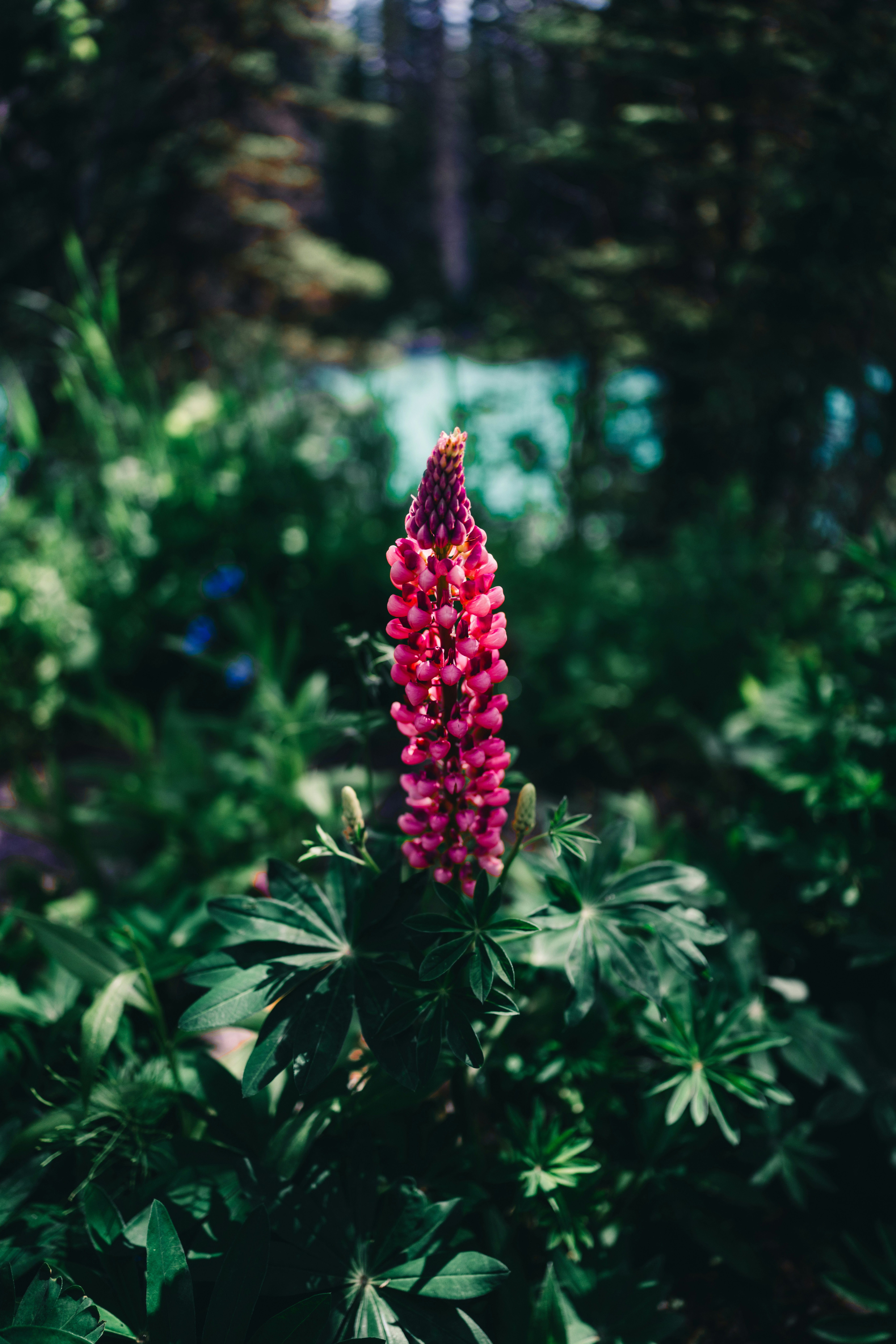 Crimson Spike: A lone lupin rises amid shaded forest greens
