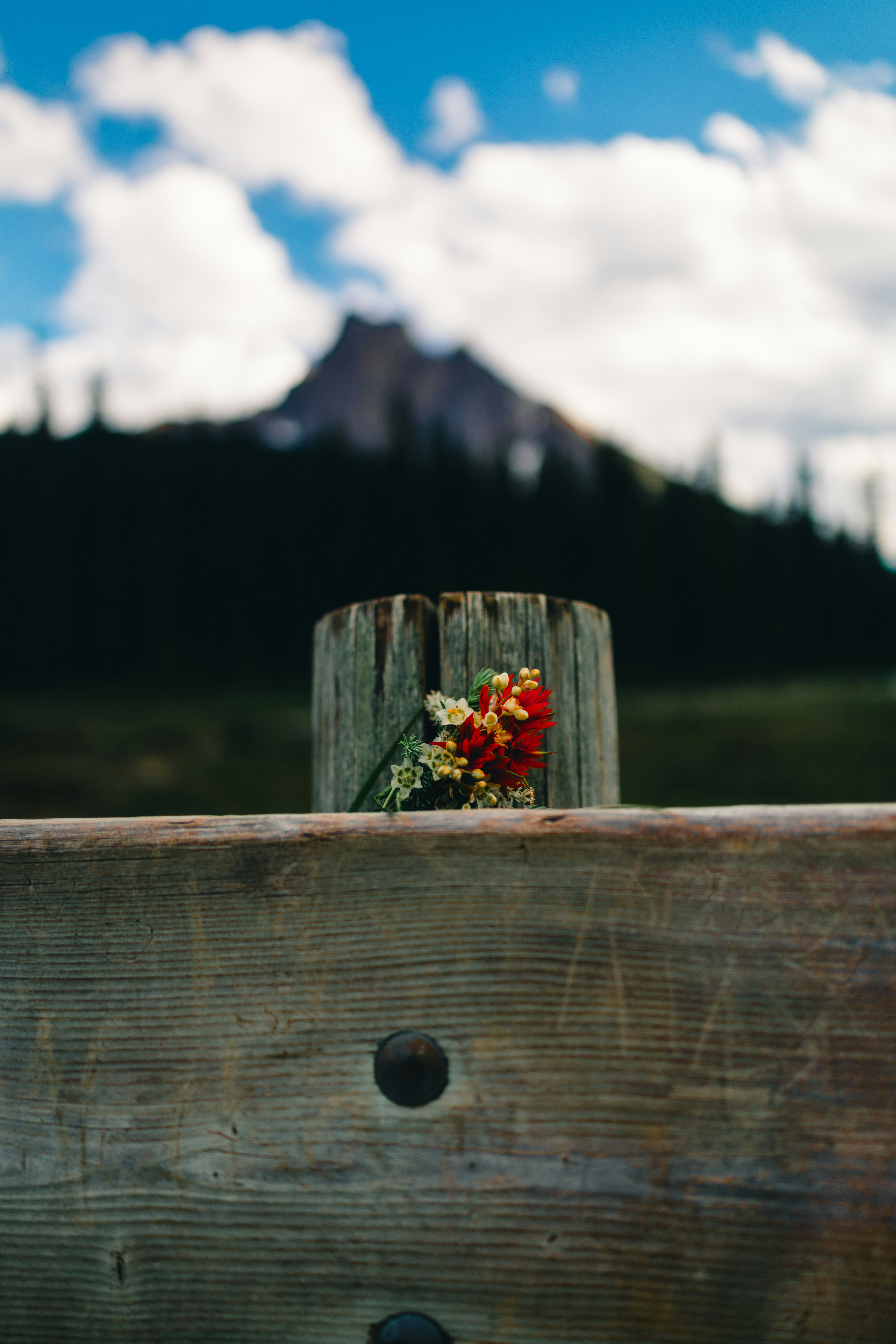 Blooms on a Weathered Post: A Quiet Moment in the Meadow