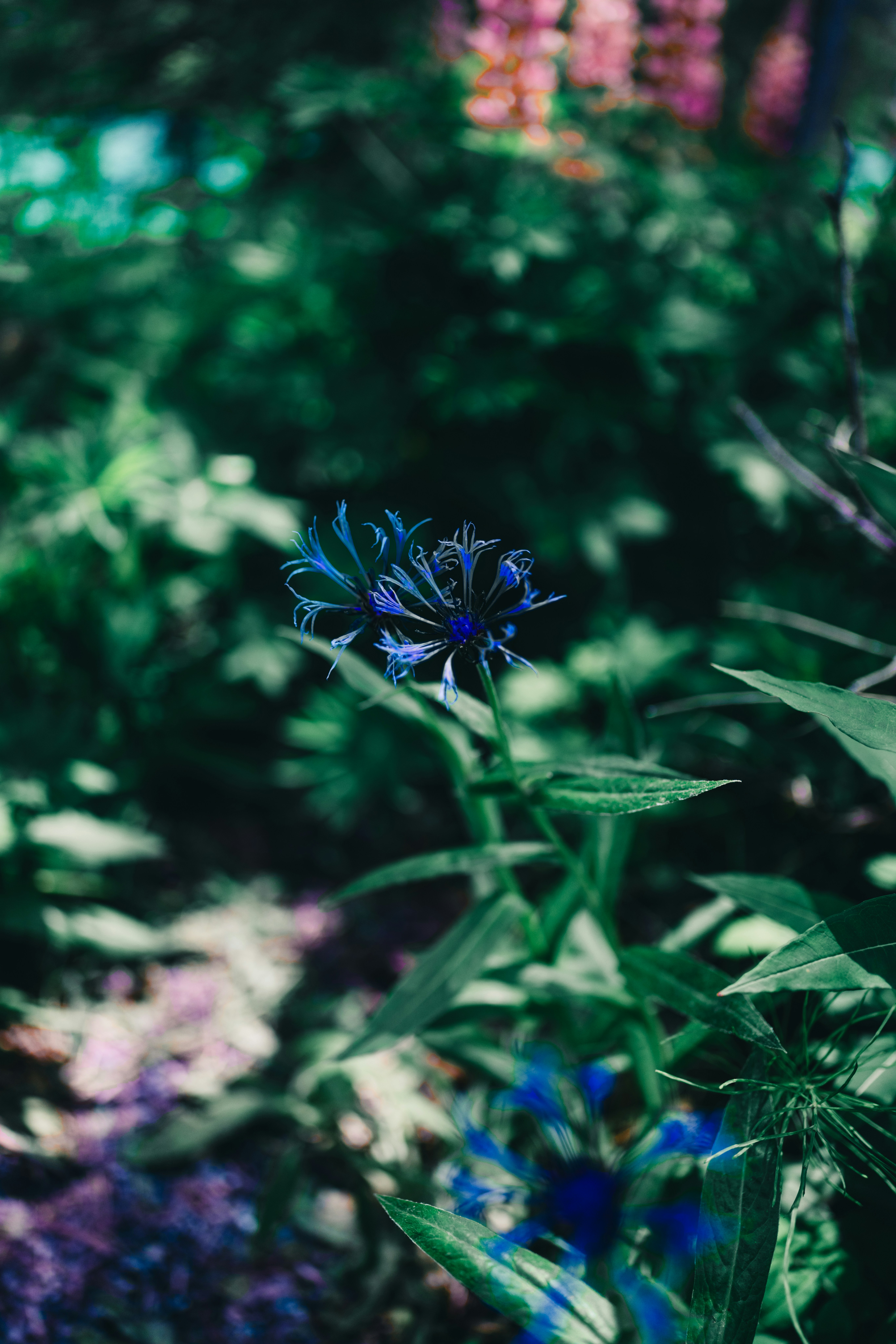 Electric Blue Flower Reaching Through a Velvet Green Backdrop