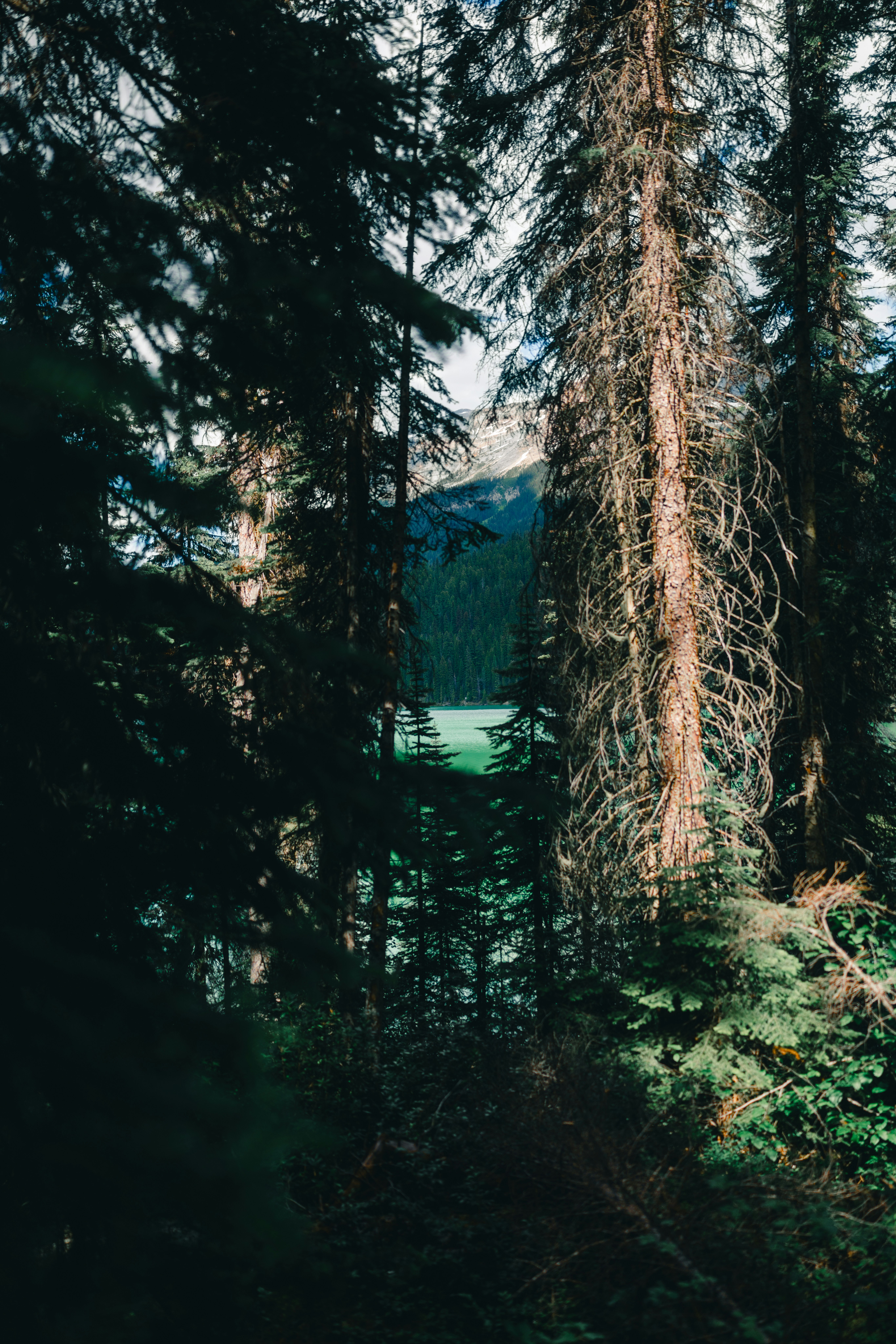 Emerald Gap: Sunlit Lake Peeking Through Ancient Pines