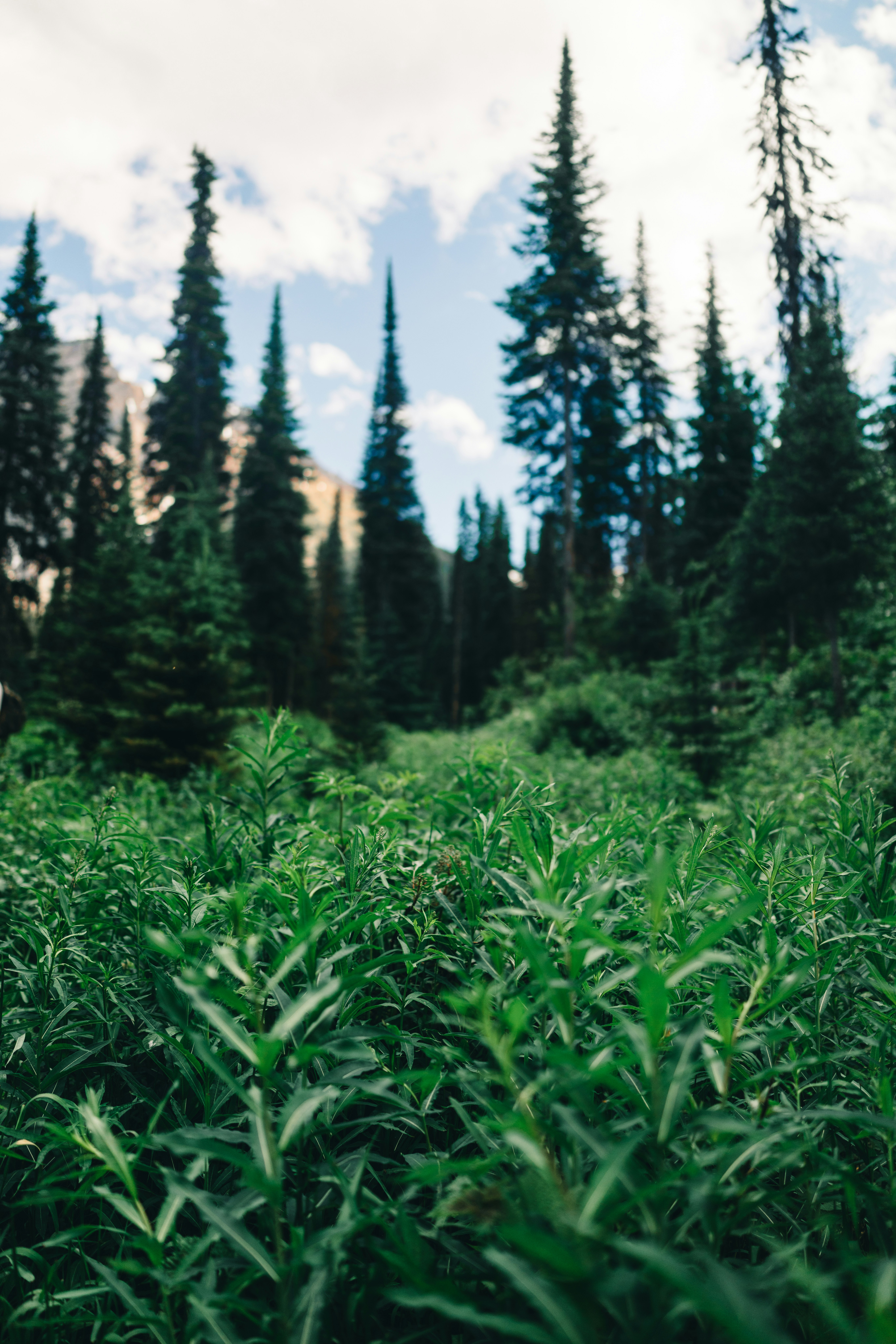 Emerald Ridge: Pine View Above the Wildgreen Understory