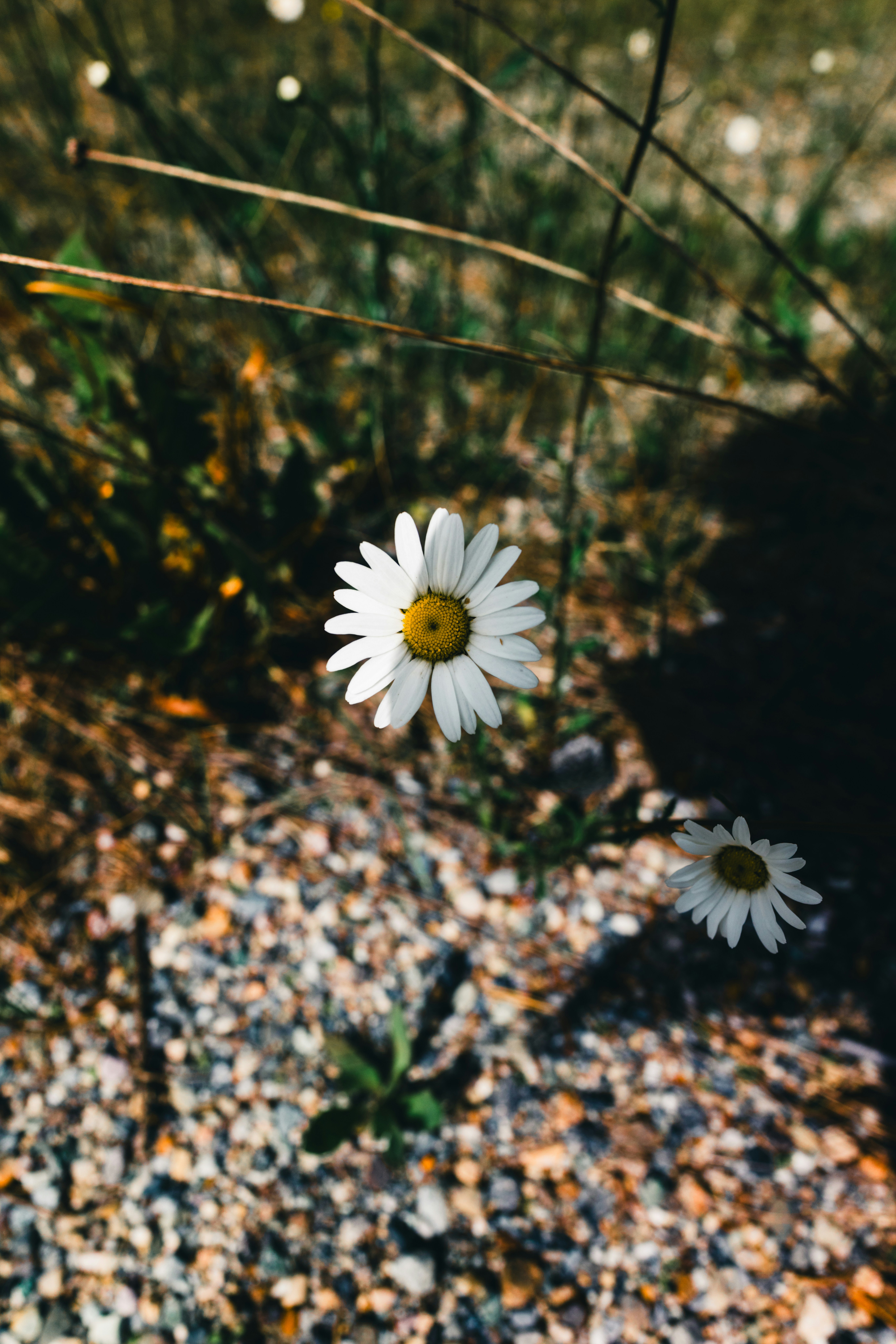 White Daisy in Focus: A Quiet Moment Amid Autumn Debris