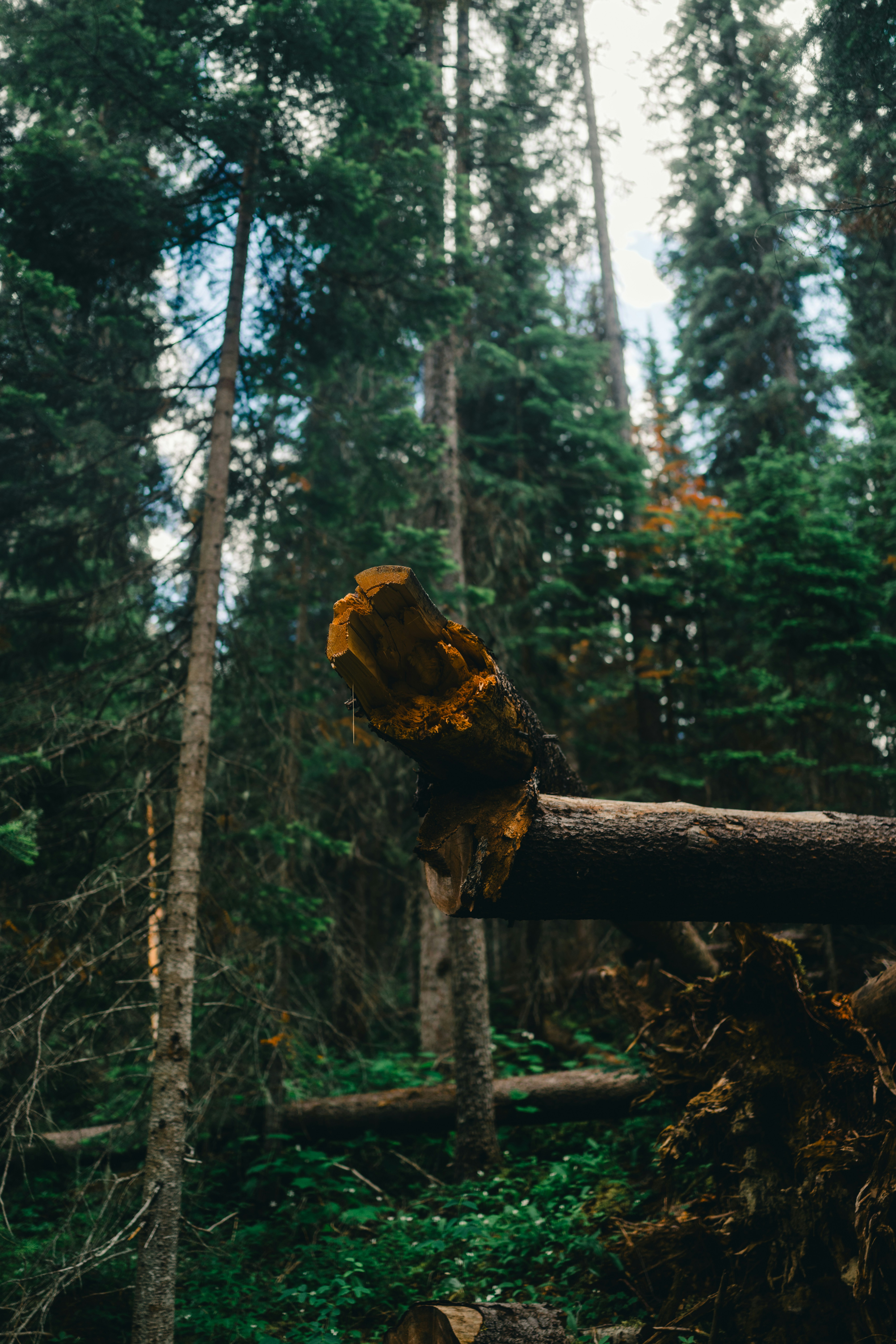 Broken Timber in a Quiet Evergreen Clearing
