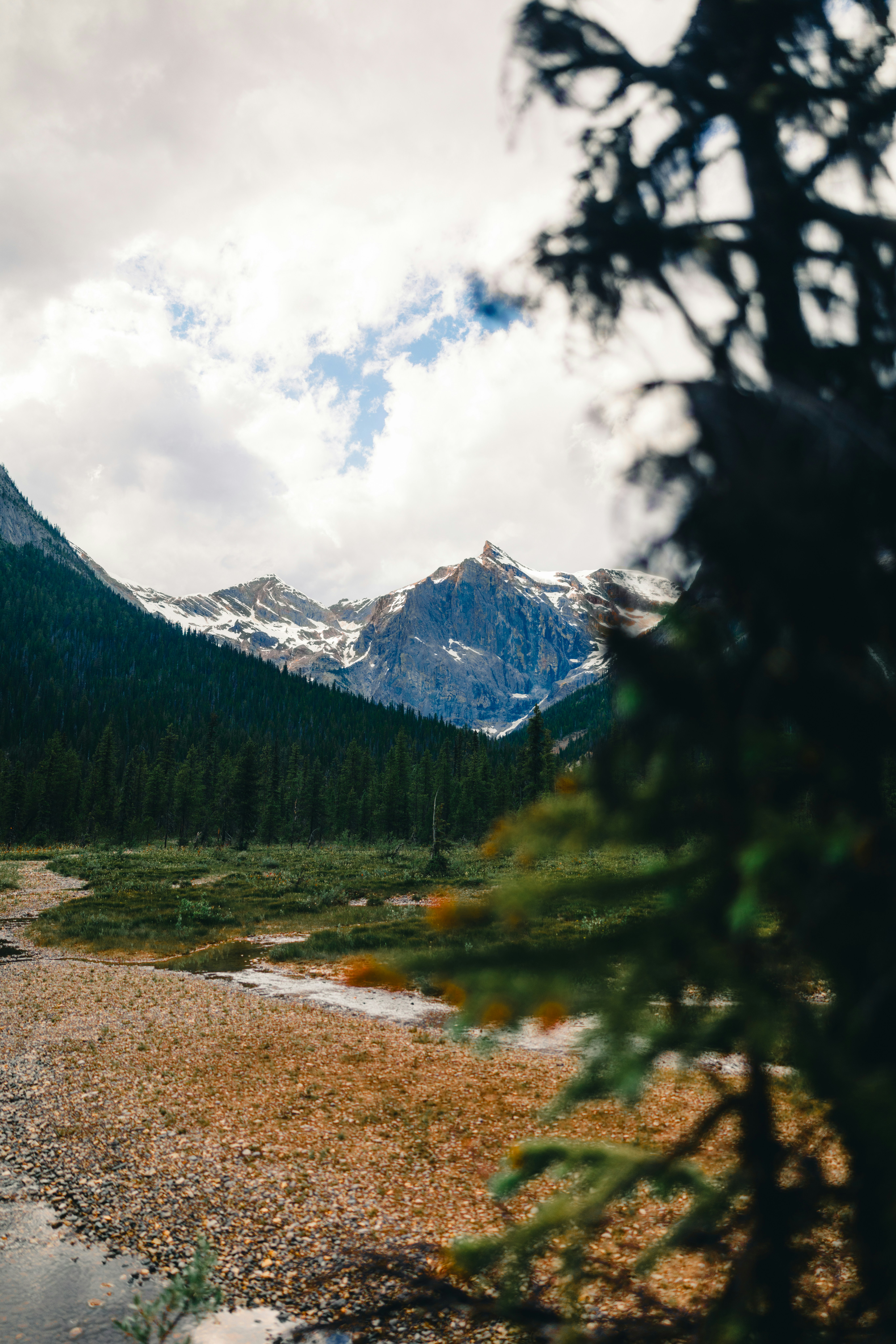 Snow-Capped Peaks Emerging from a Pine-Framed Valley
