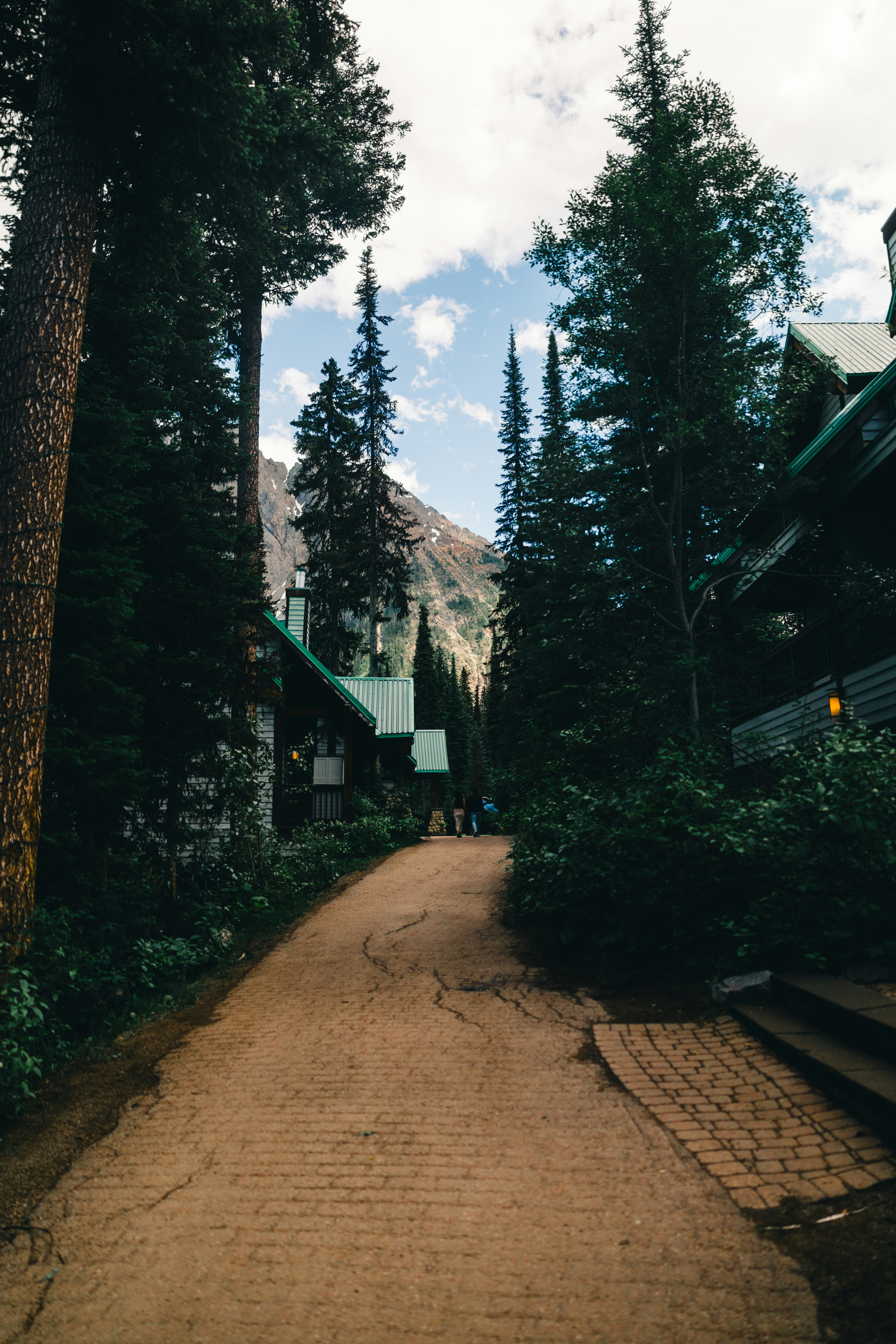 Forest Lodge Path Through Tall Pines