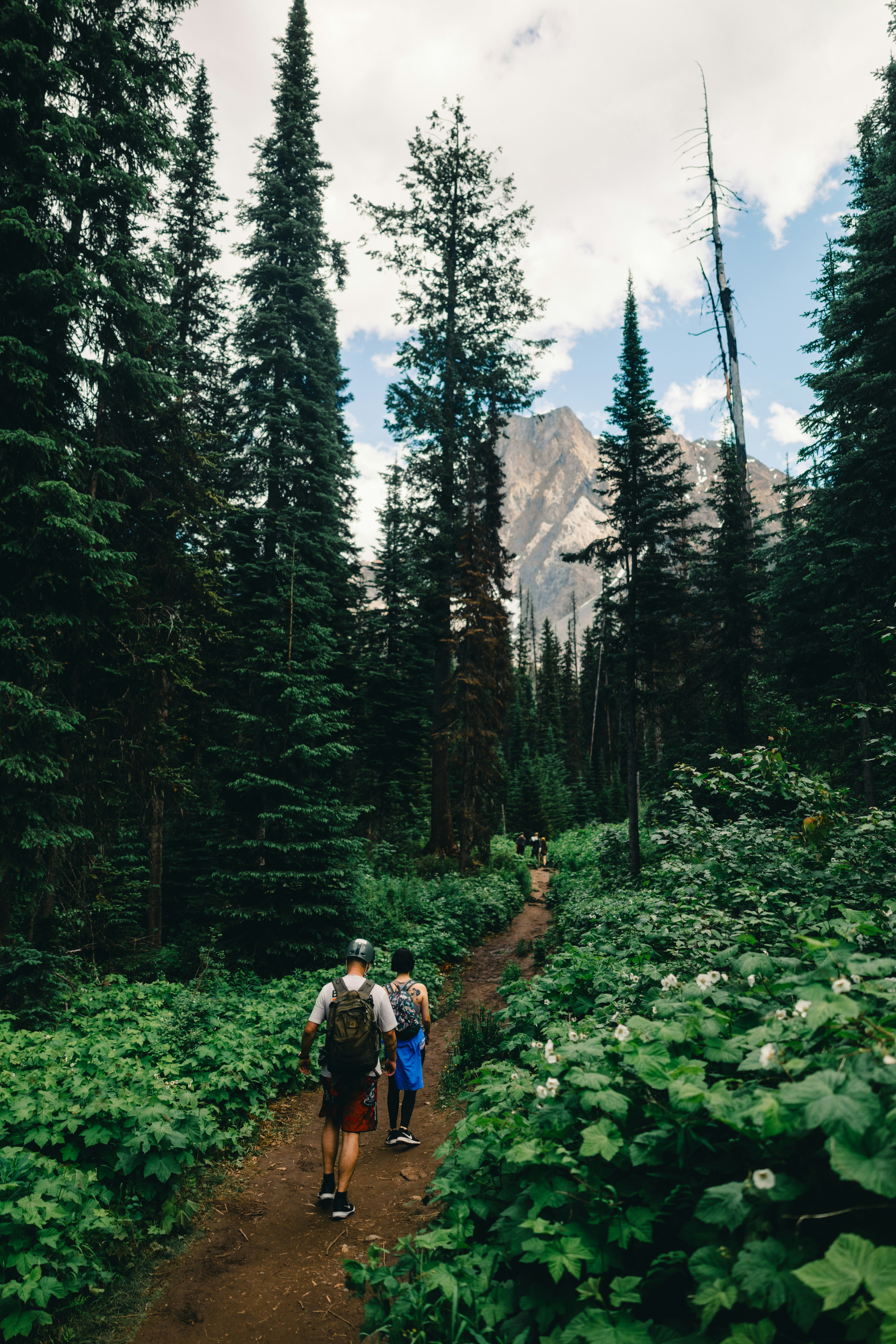 Trail through the Emerald Spine: Hikers in a Conifer Corridor