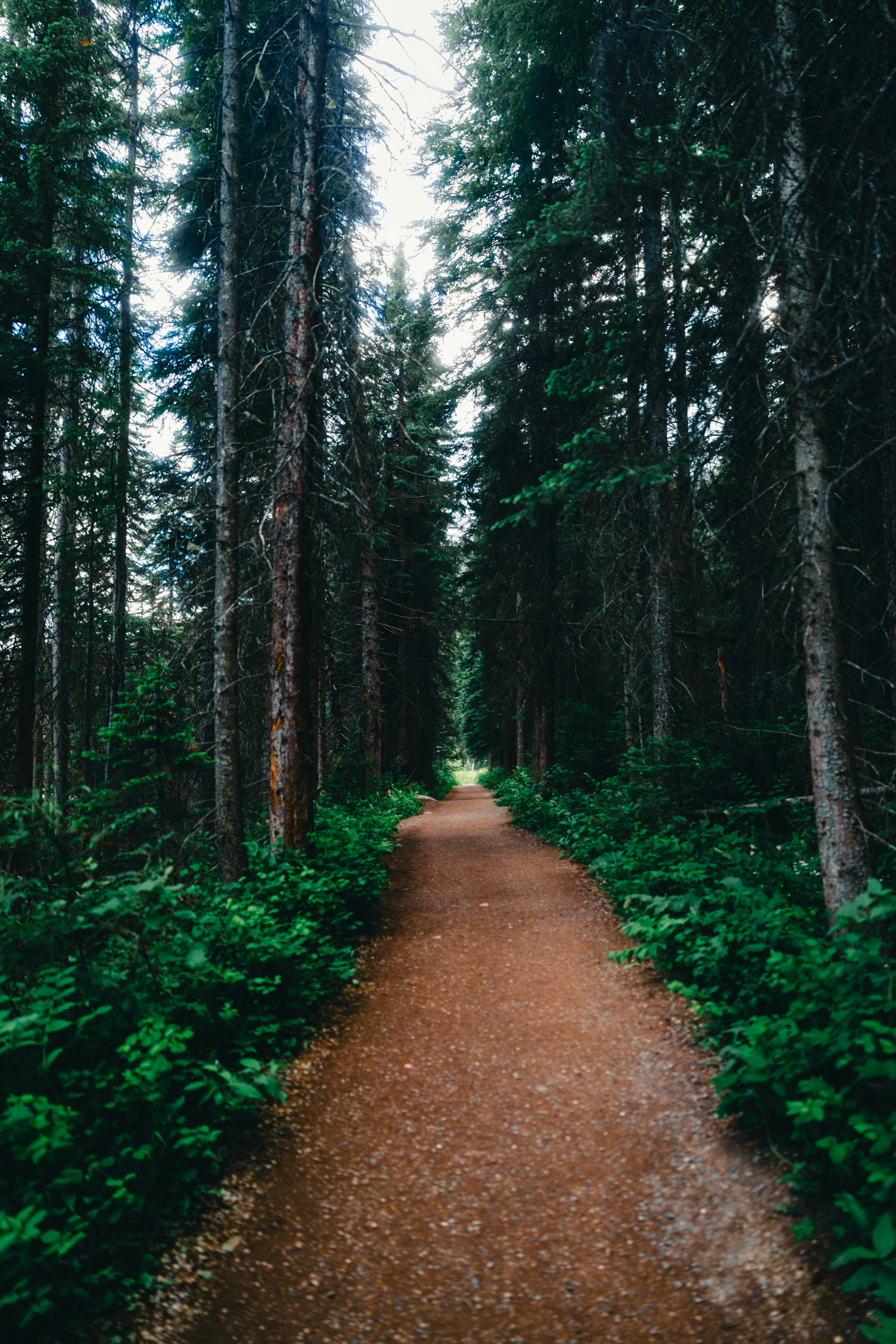 Tunnel of pines: a sunlit forest path draws the eye forward