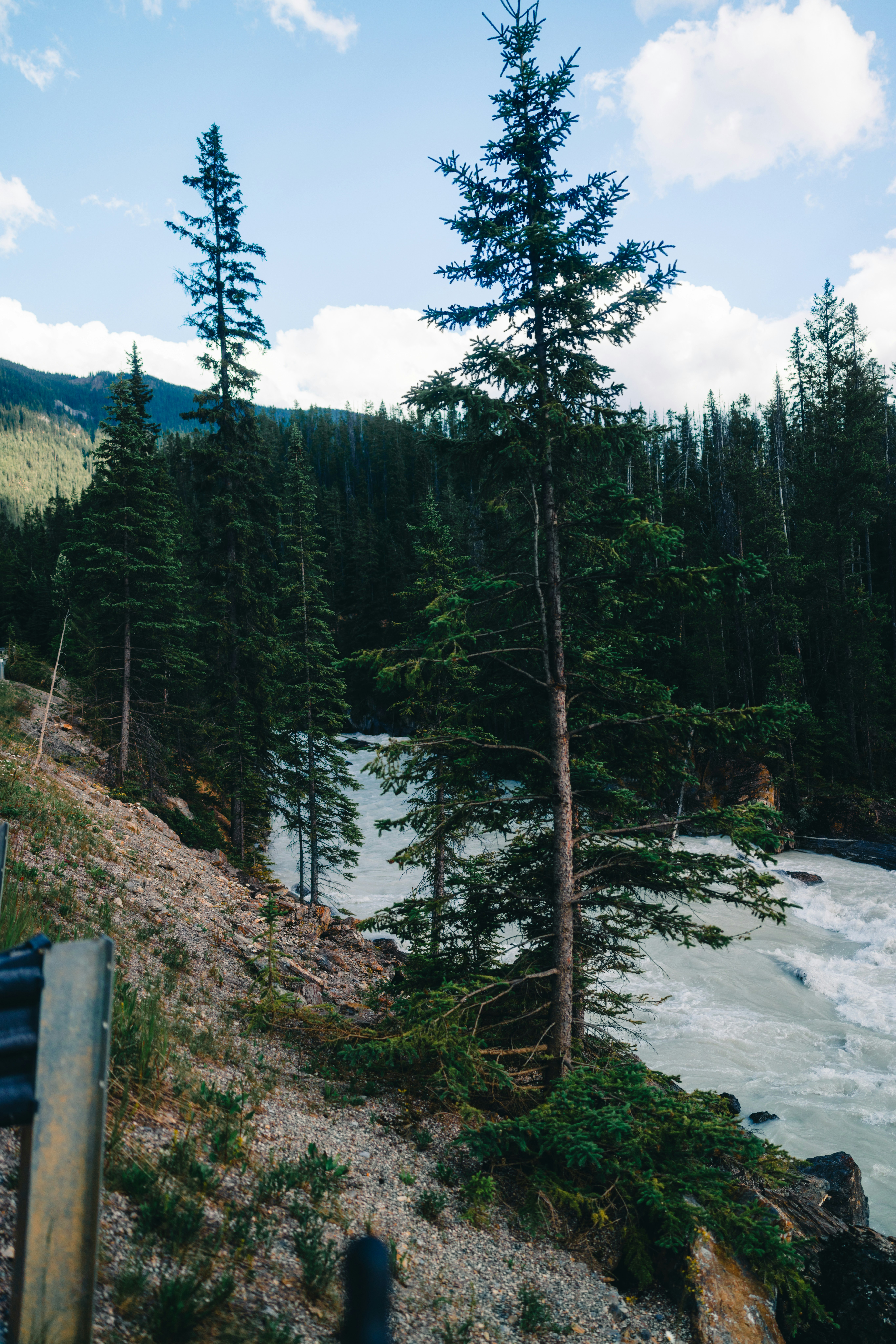 Rushing River Gorge: Pines Framing the White Water