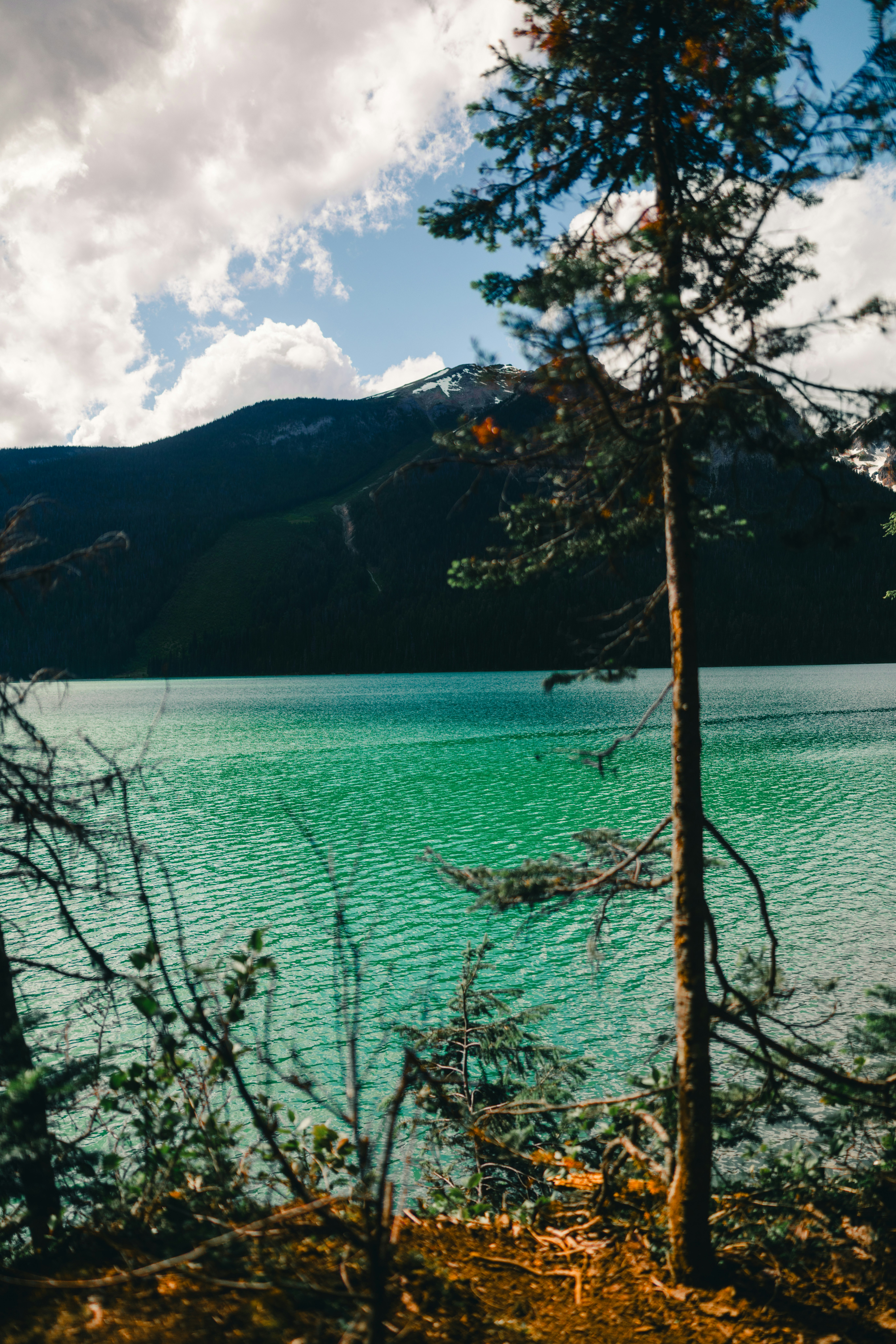 Emerald Lake Through the Tall Pines