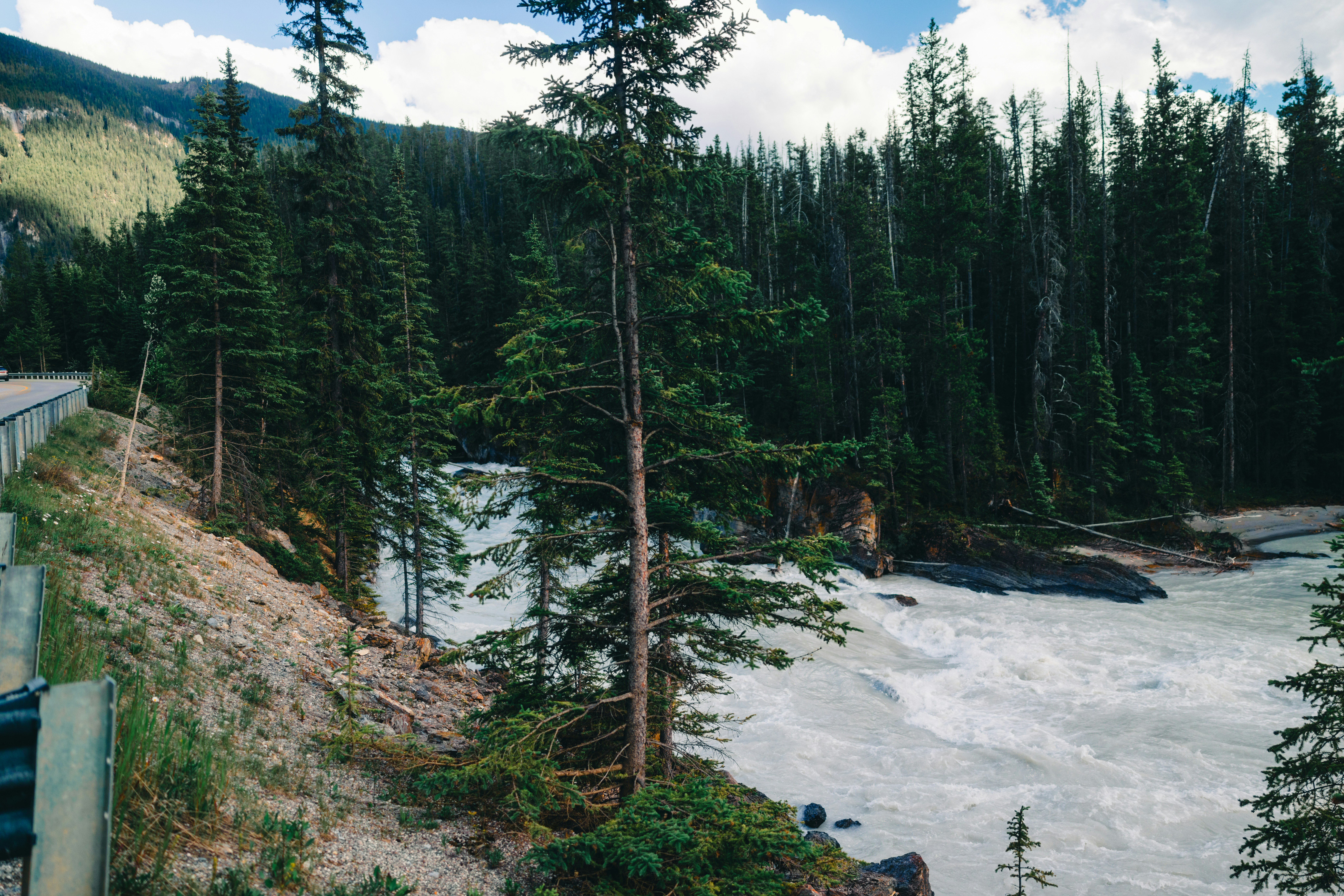 Rushing River Through Pine Forested Canyon