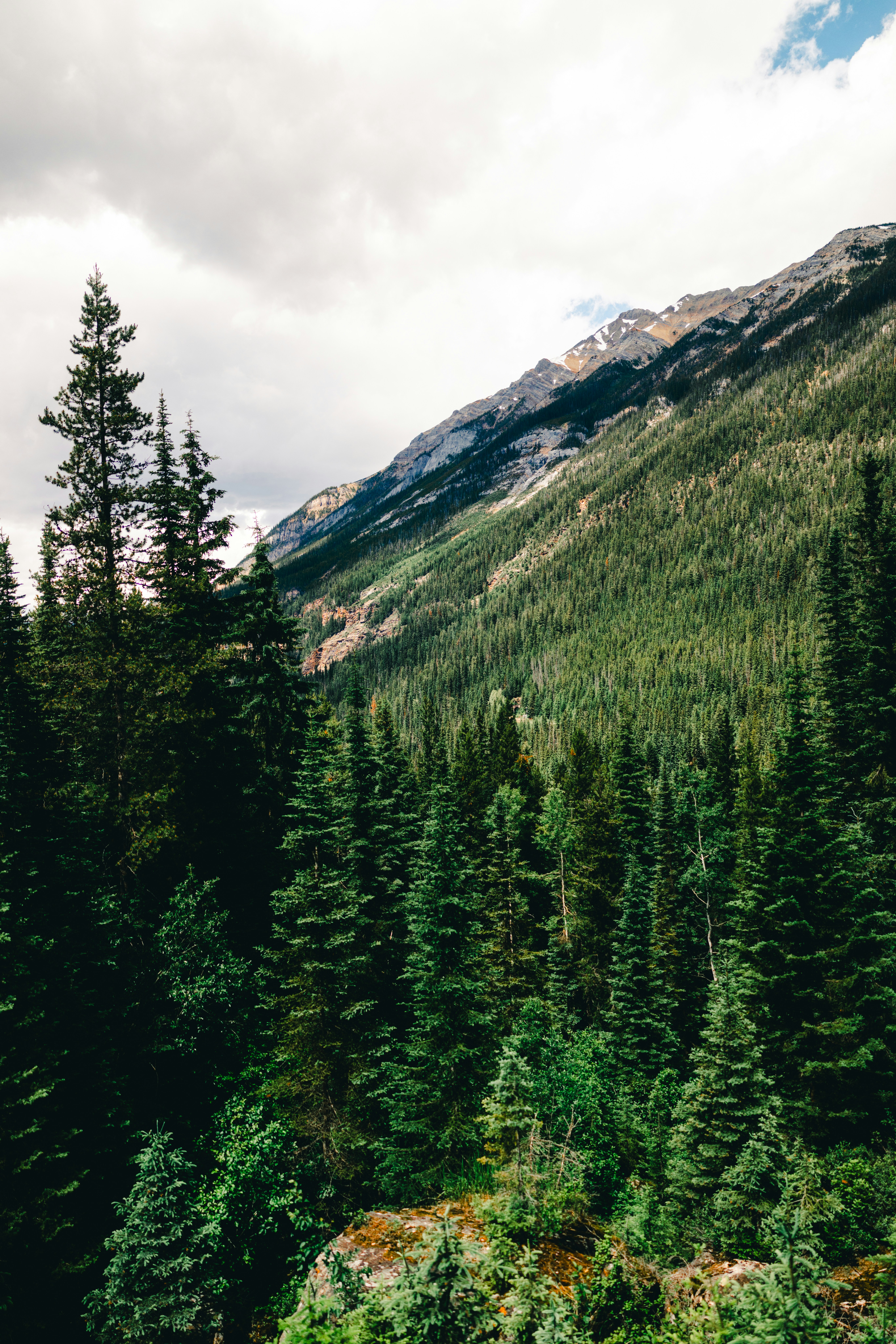 Forest Cathedral: Tall Pines Against a Mountain Ridge