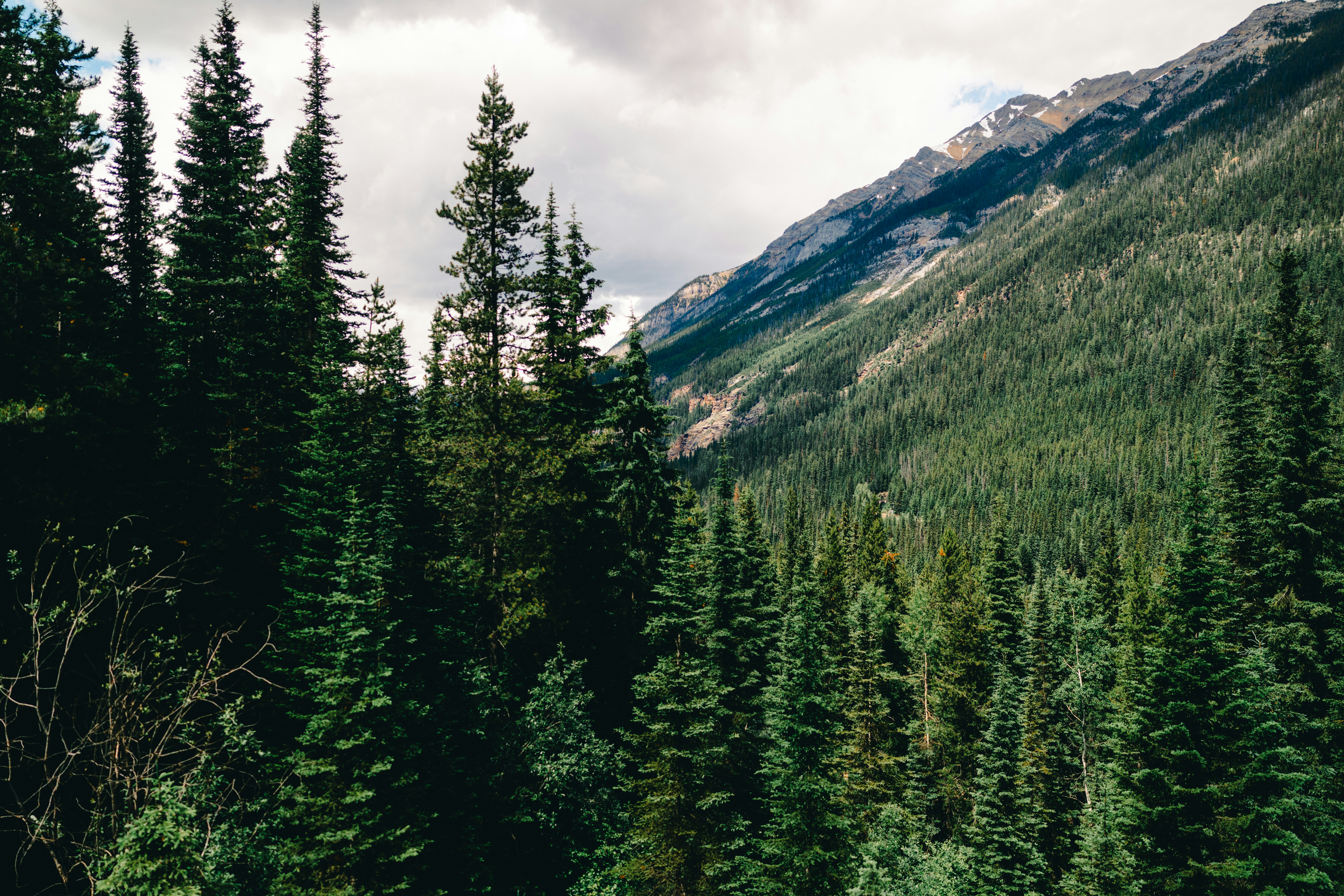 Forest Curtain: Conifer Rows Framing a Mountain Ridge