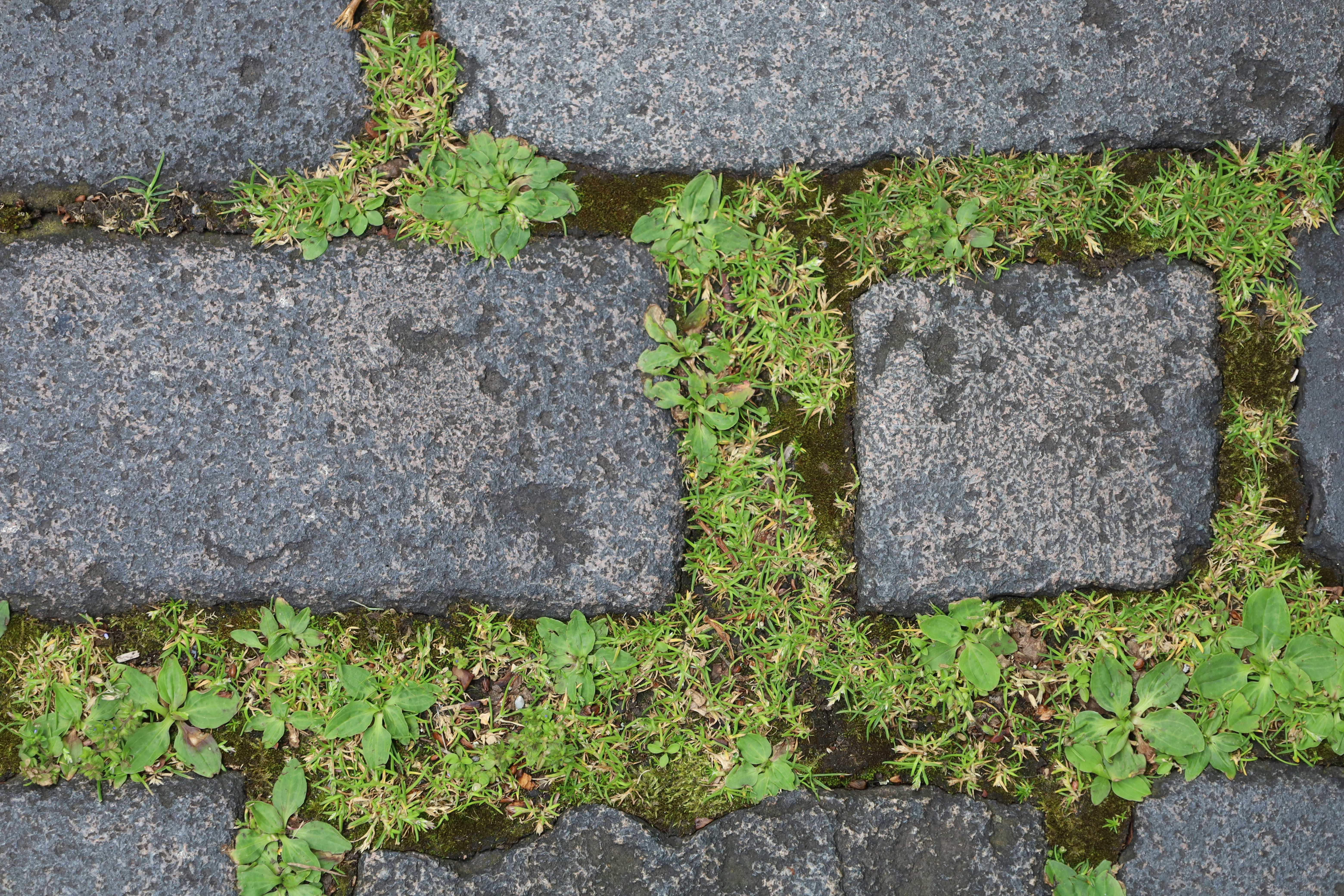 Weaved Between Stones: Green Threads in a Grey Lattice