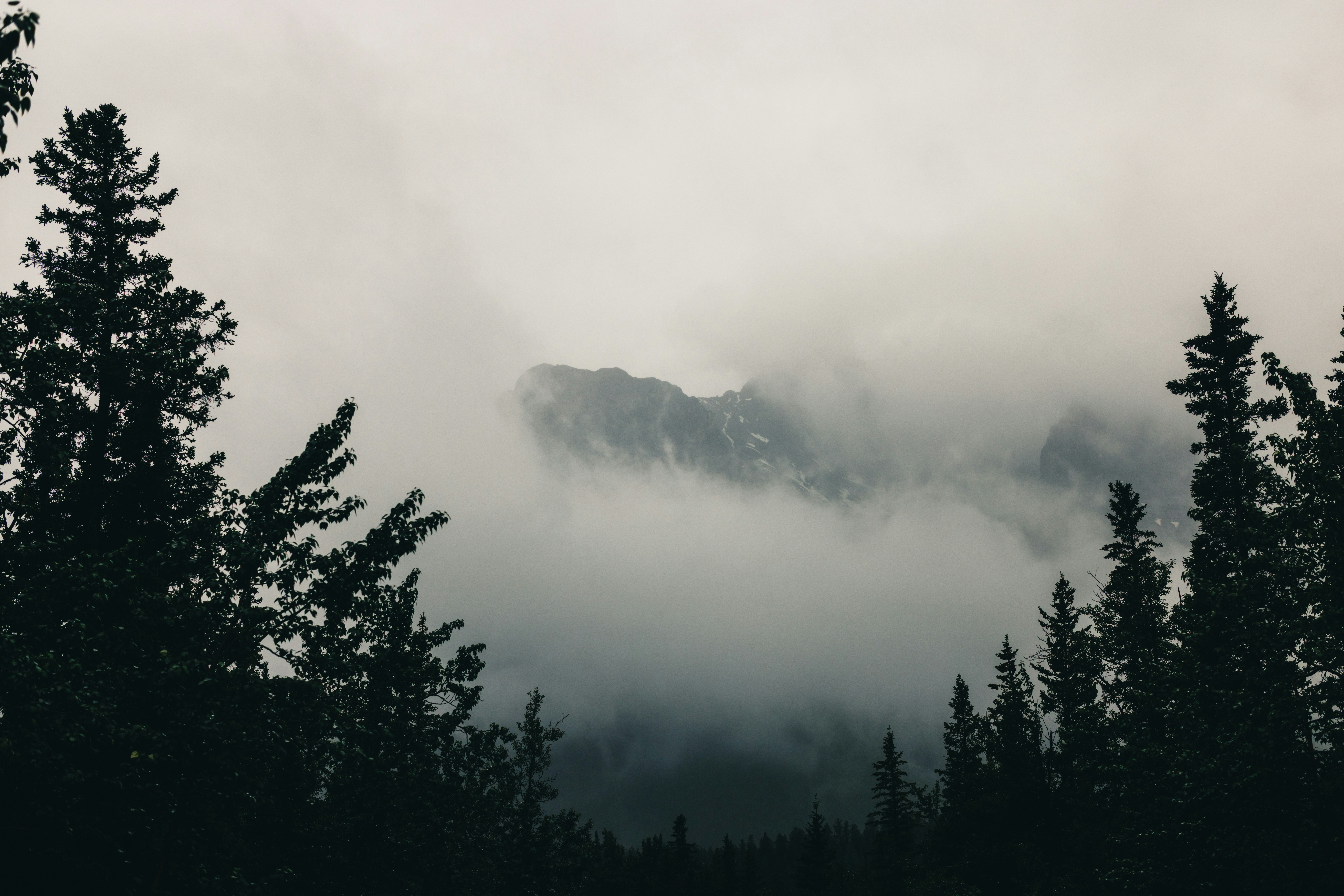Mist-Laced Ridge: Pines Framing a Quiet Mountain