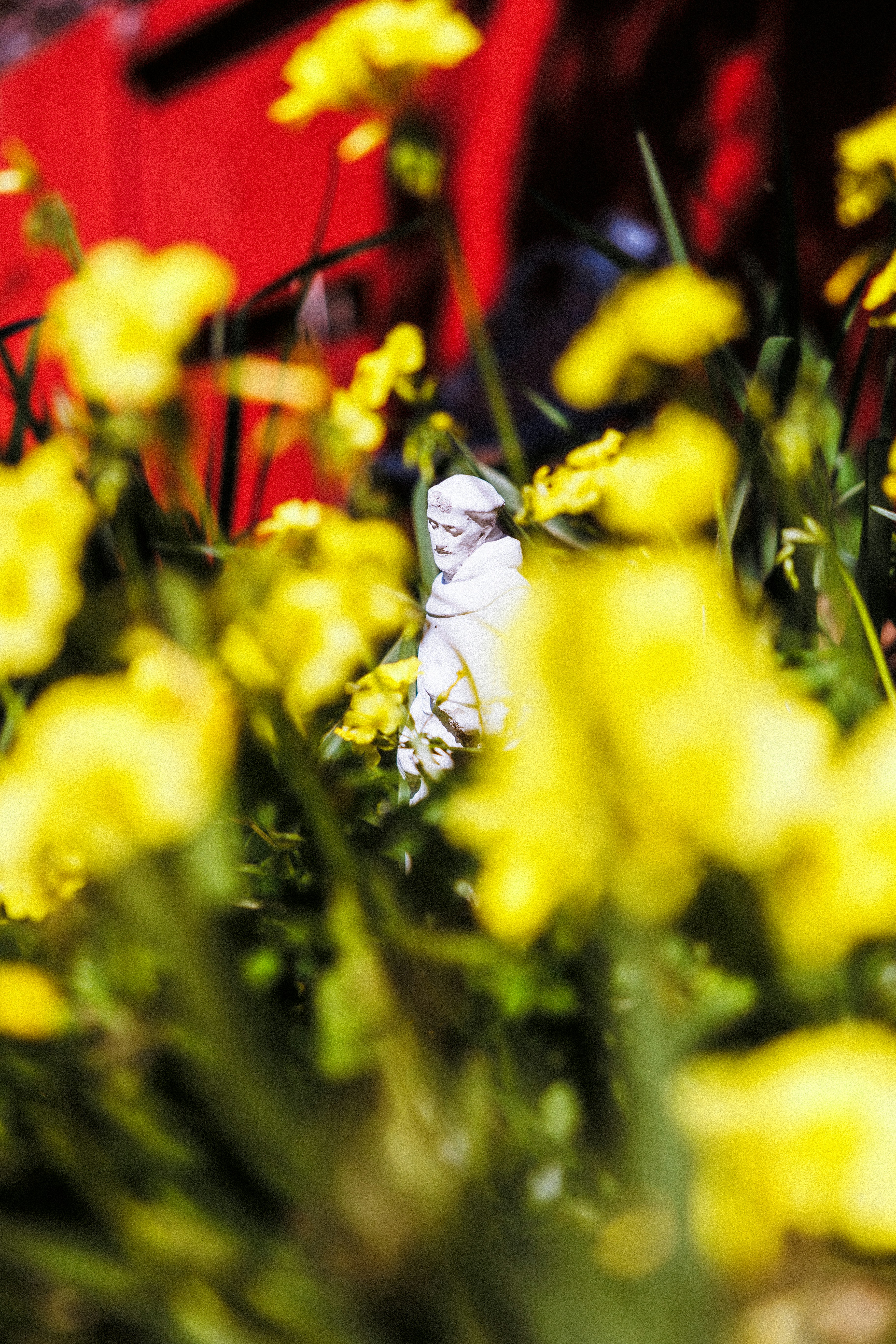 Statue Amid Yellow Blossoms: A Hidden Figure in Focus