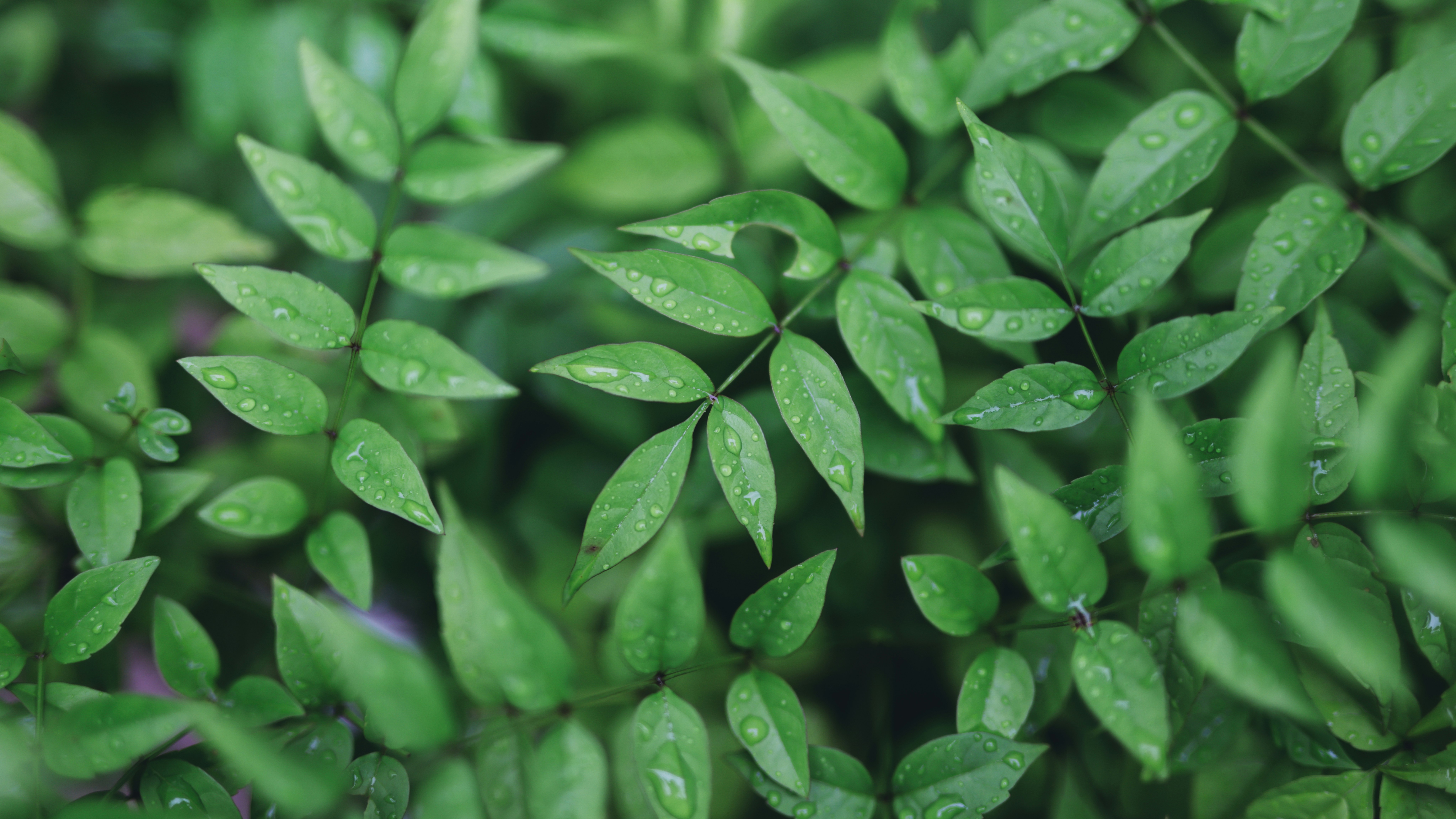 Emerald Canopy: Close-Up of Dew-Kissed Leaves