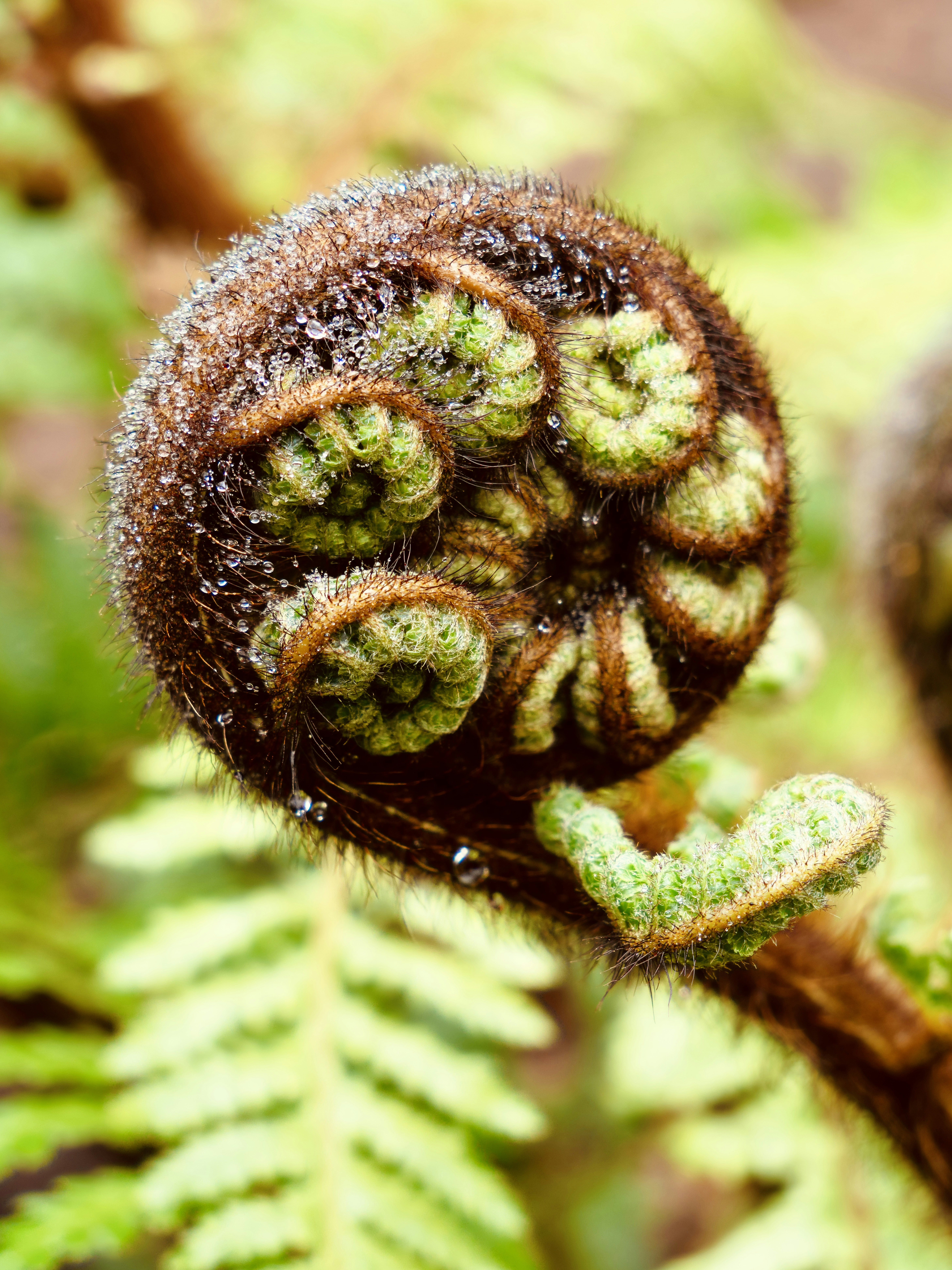 Frosted fiddlehead: a close-up of a curled fern unfurling in early spring