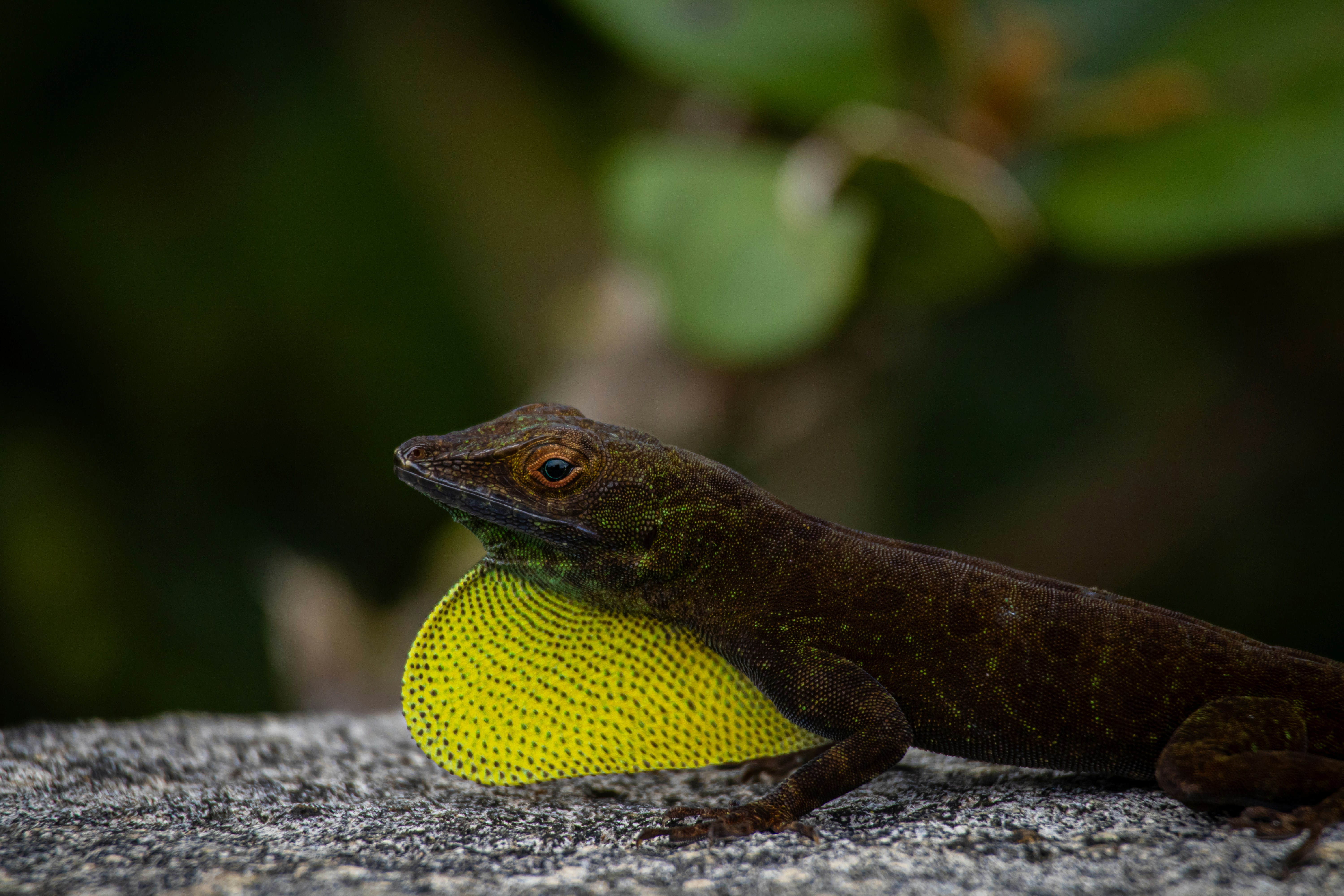 Sunlit Gecko Reclining on a Mossy Rock with a Bright Yellow Lichen