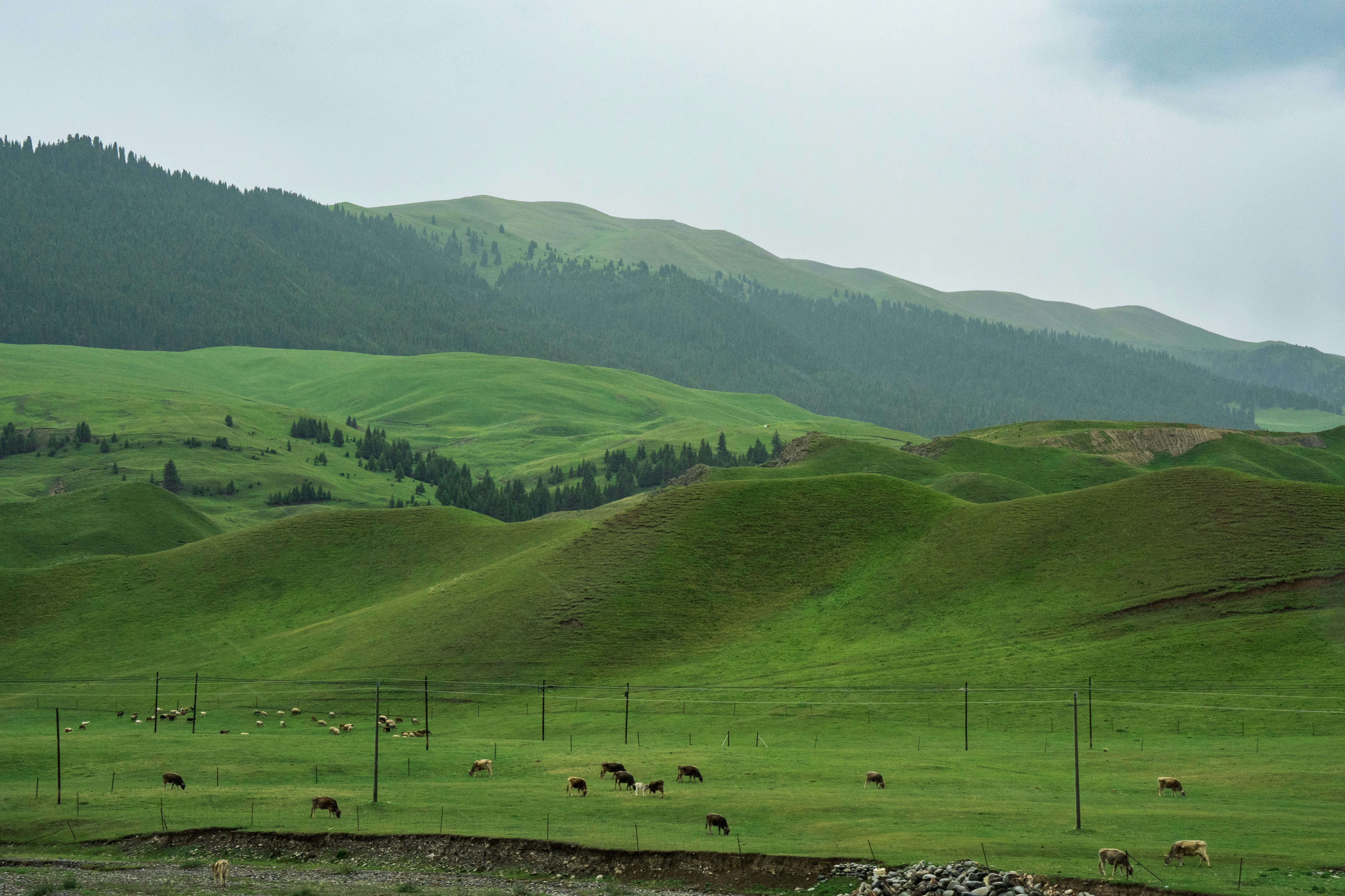 Pastoral Green Horizon Beneath Misty Hills