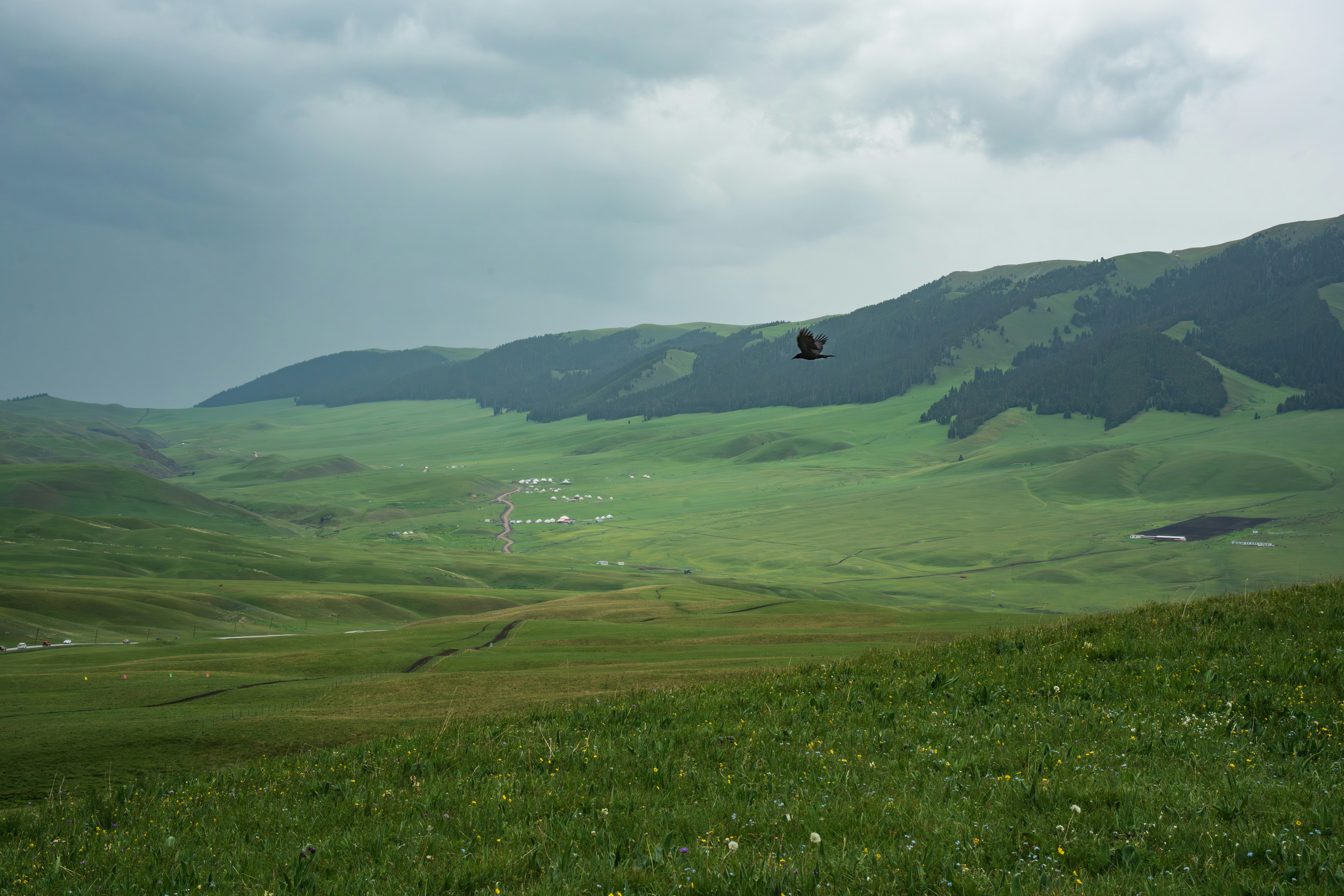 Single Peregrine over the Emerald Valley