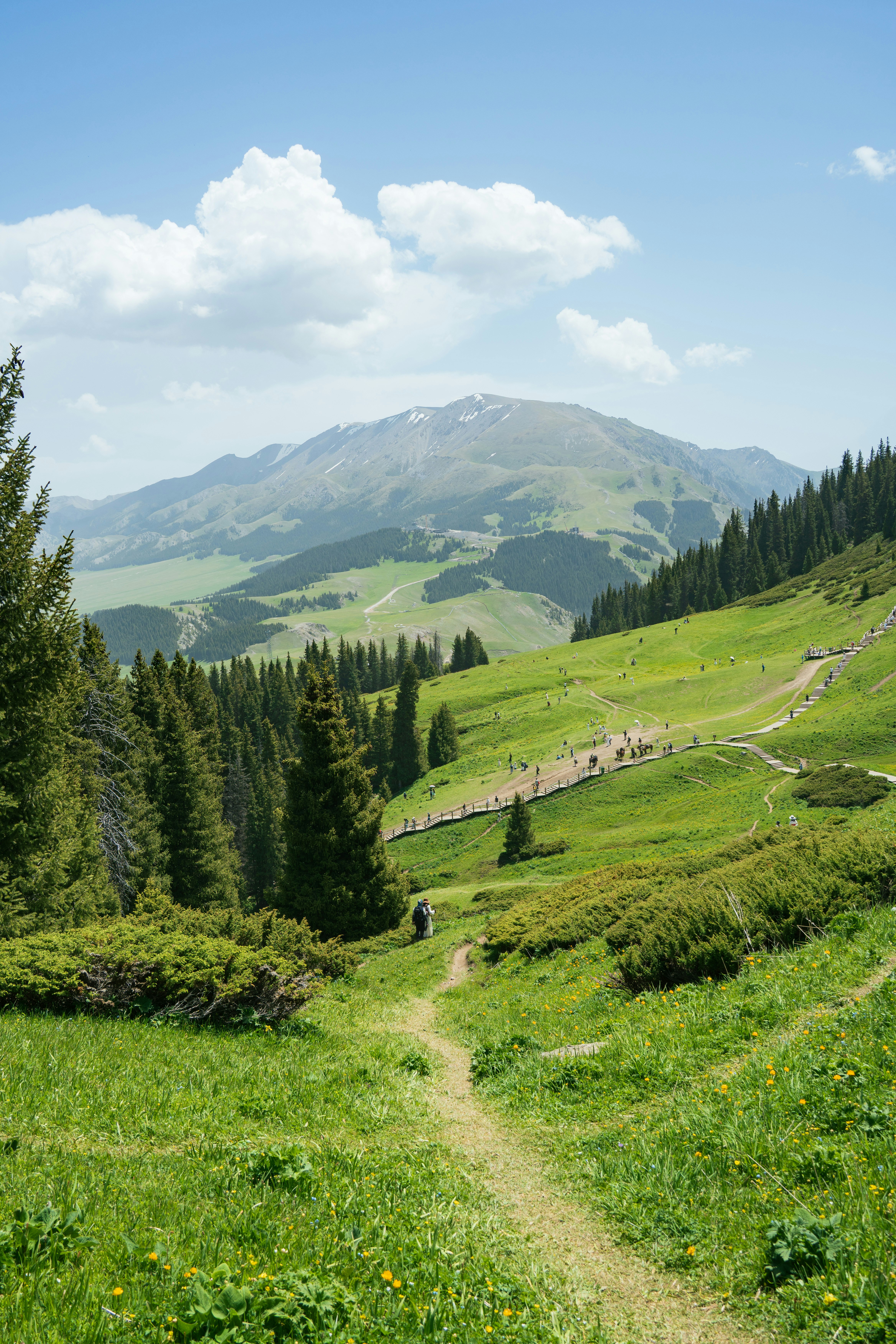 Trail through sunlit Alpine Meadow toward rolling peaks