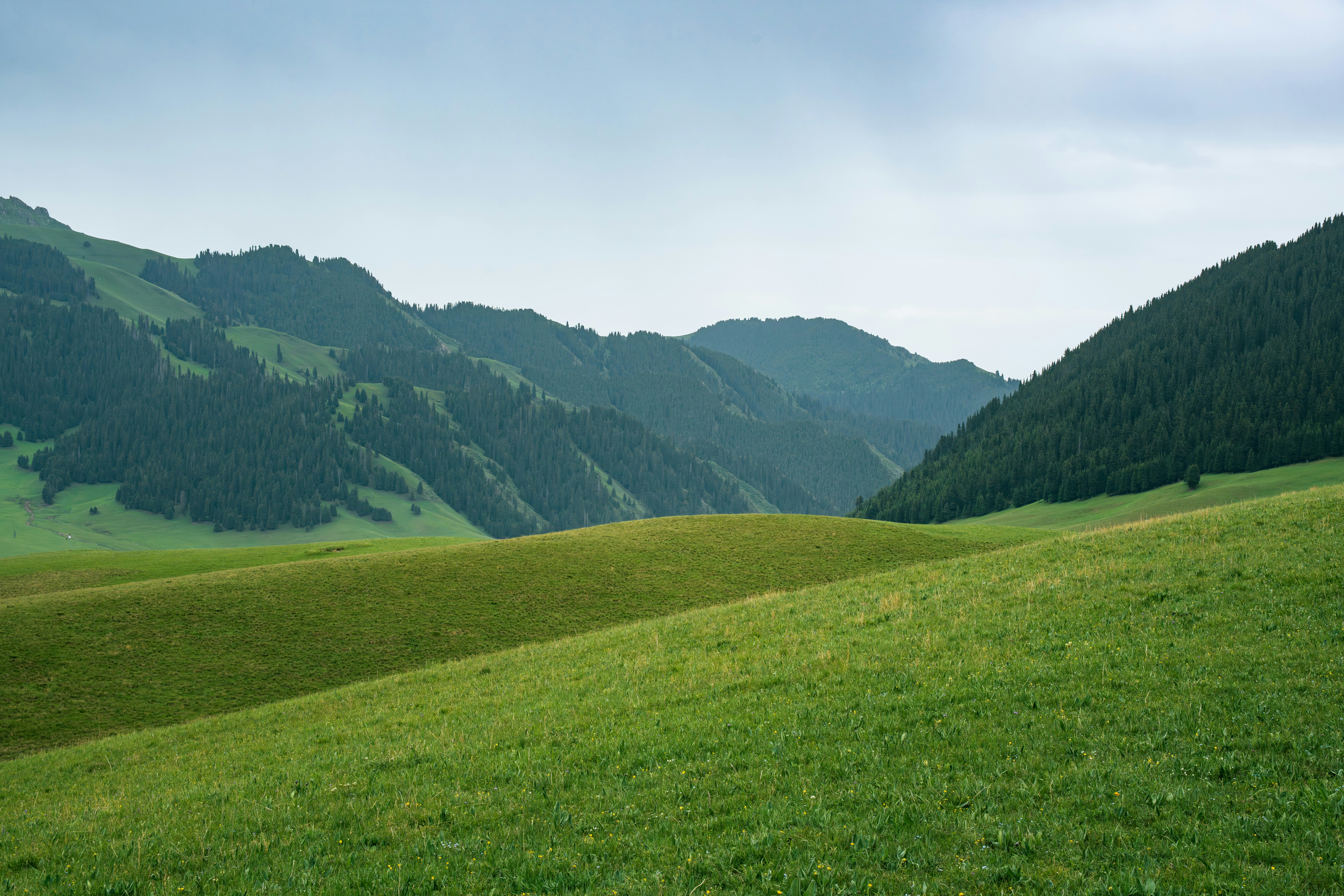 Verdant Valley Vista Between Rolling Hills and Forested Slopes