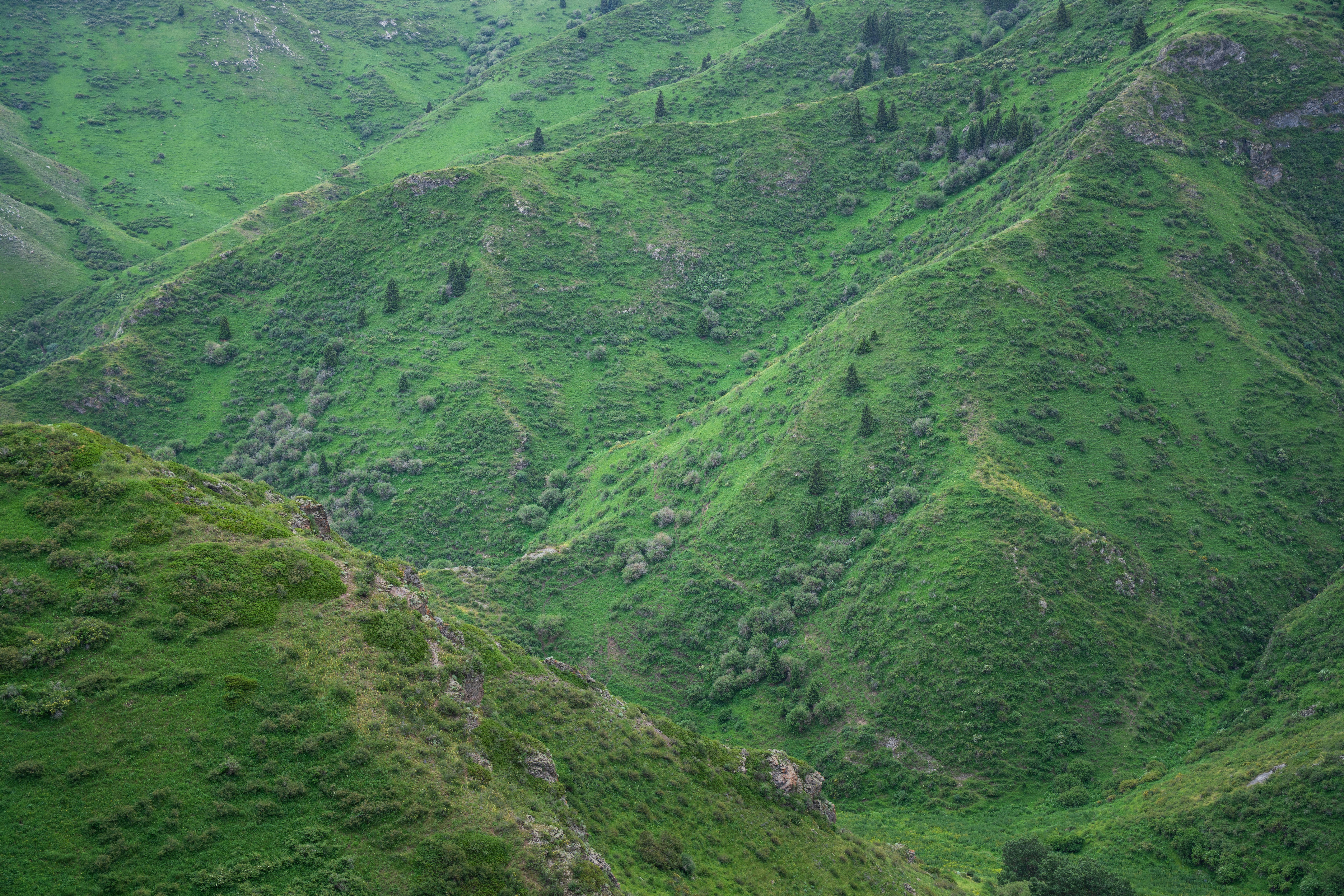 Verdant Ridge: A Quiet Panorama of Rolling Greens